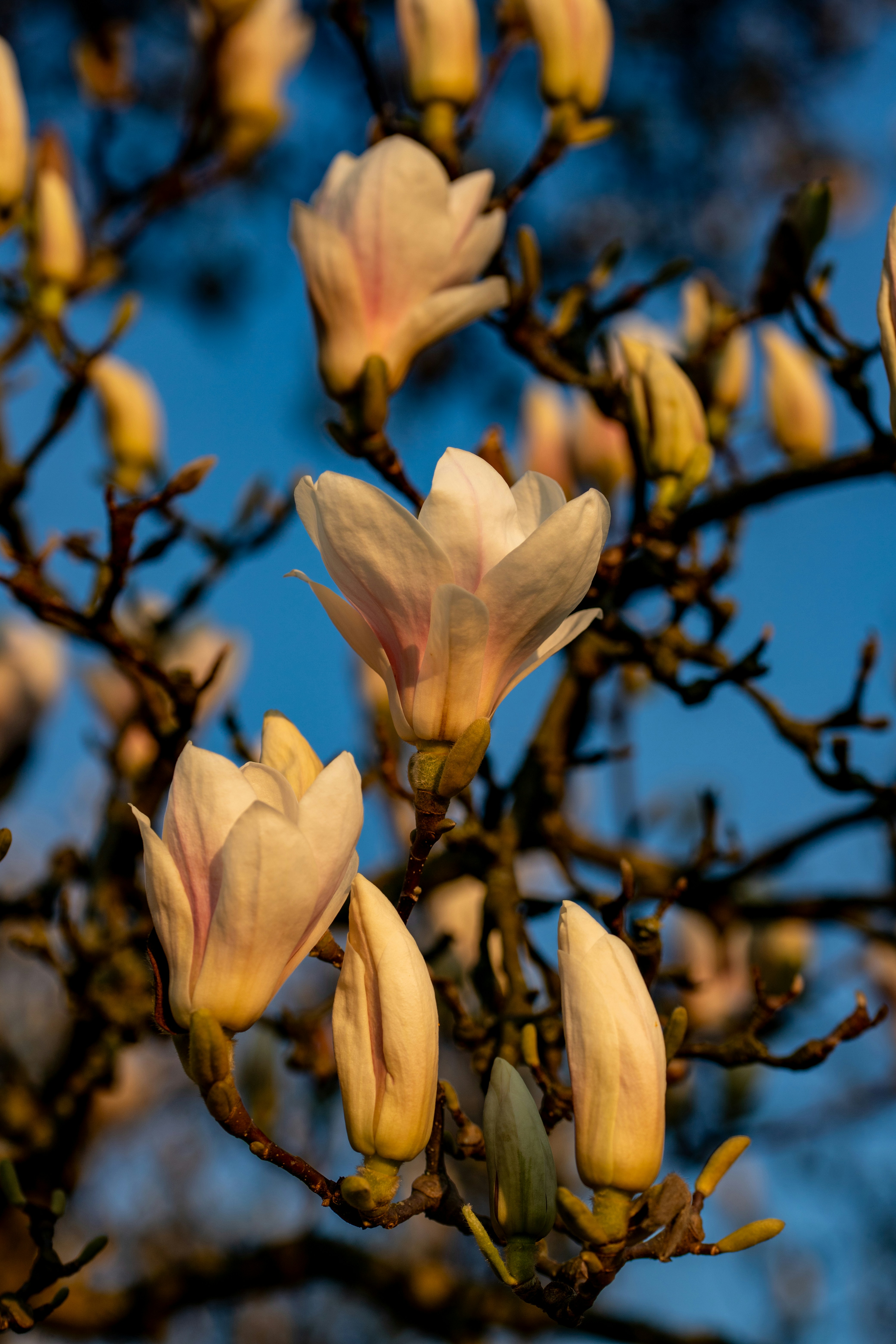 Blossoms in late golden light against a blue spring sky
