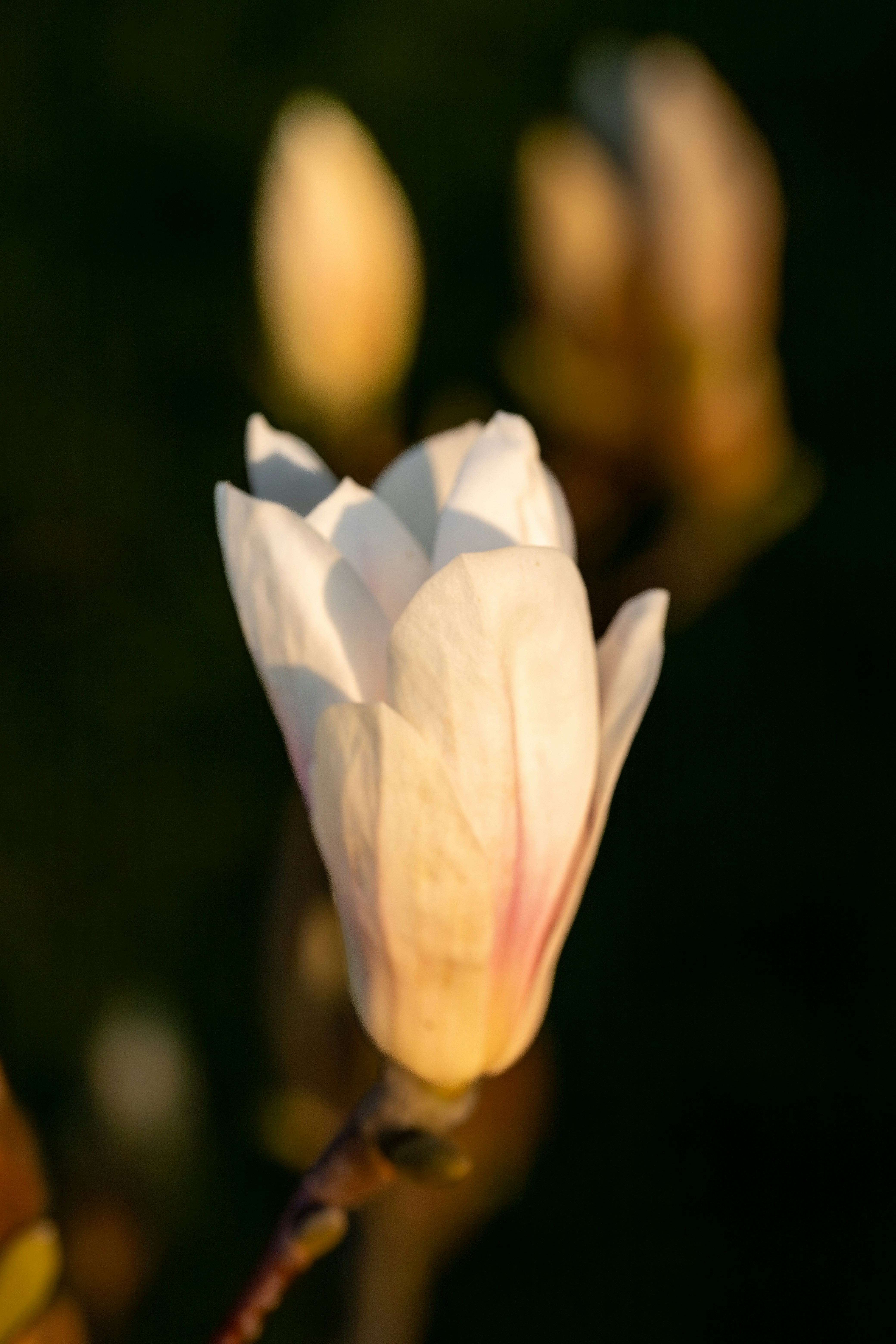 Soft Bloom: A Magnolia Petal Reaching toward Morning Light