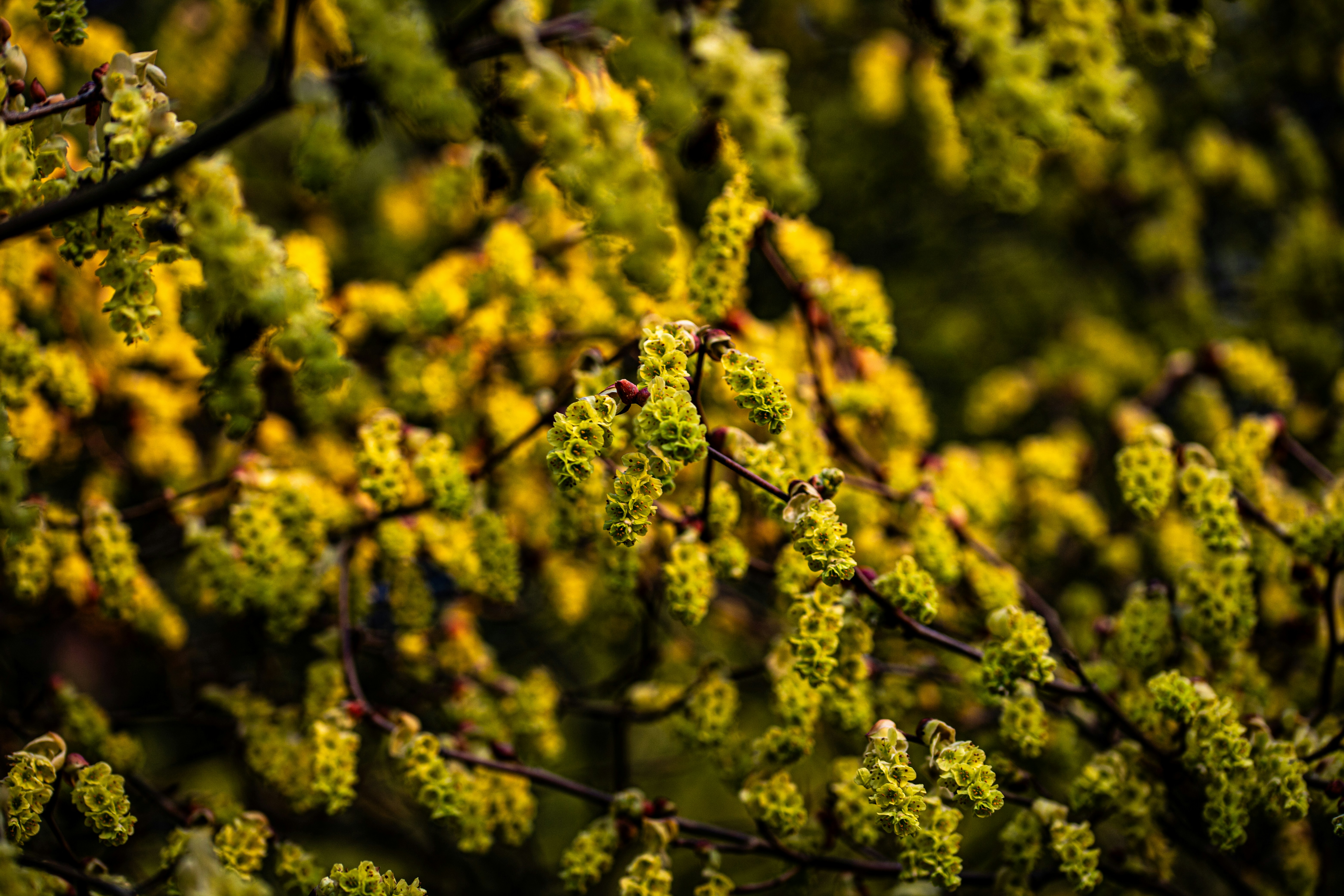 Sunlit Catkins: Framed Golden Blooms in a Quiet Orchard