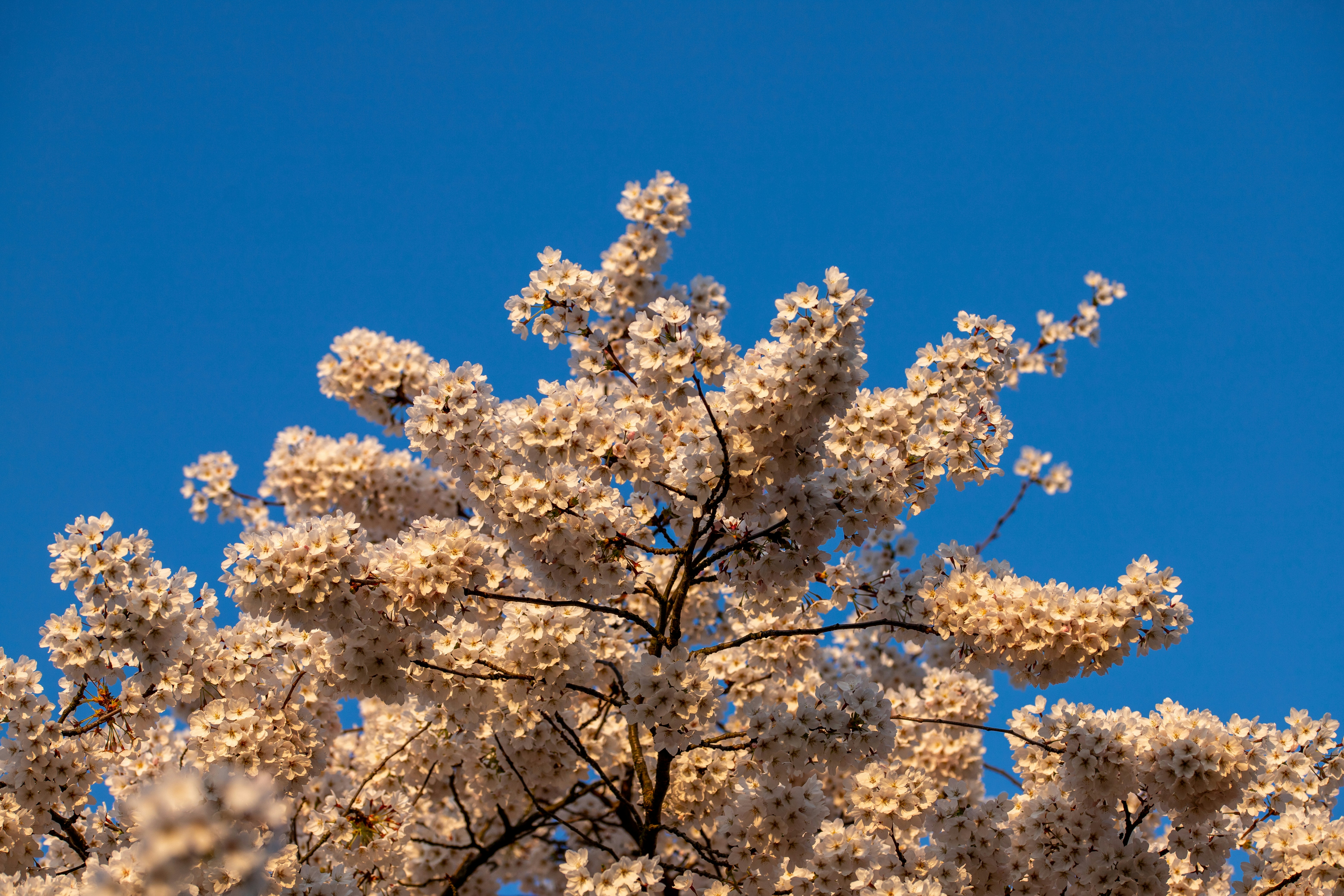 Cerulean Skies and Blossoms: A Crown of Spring