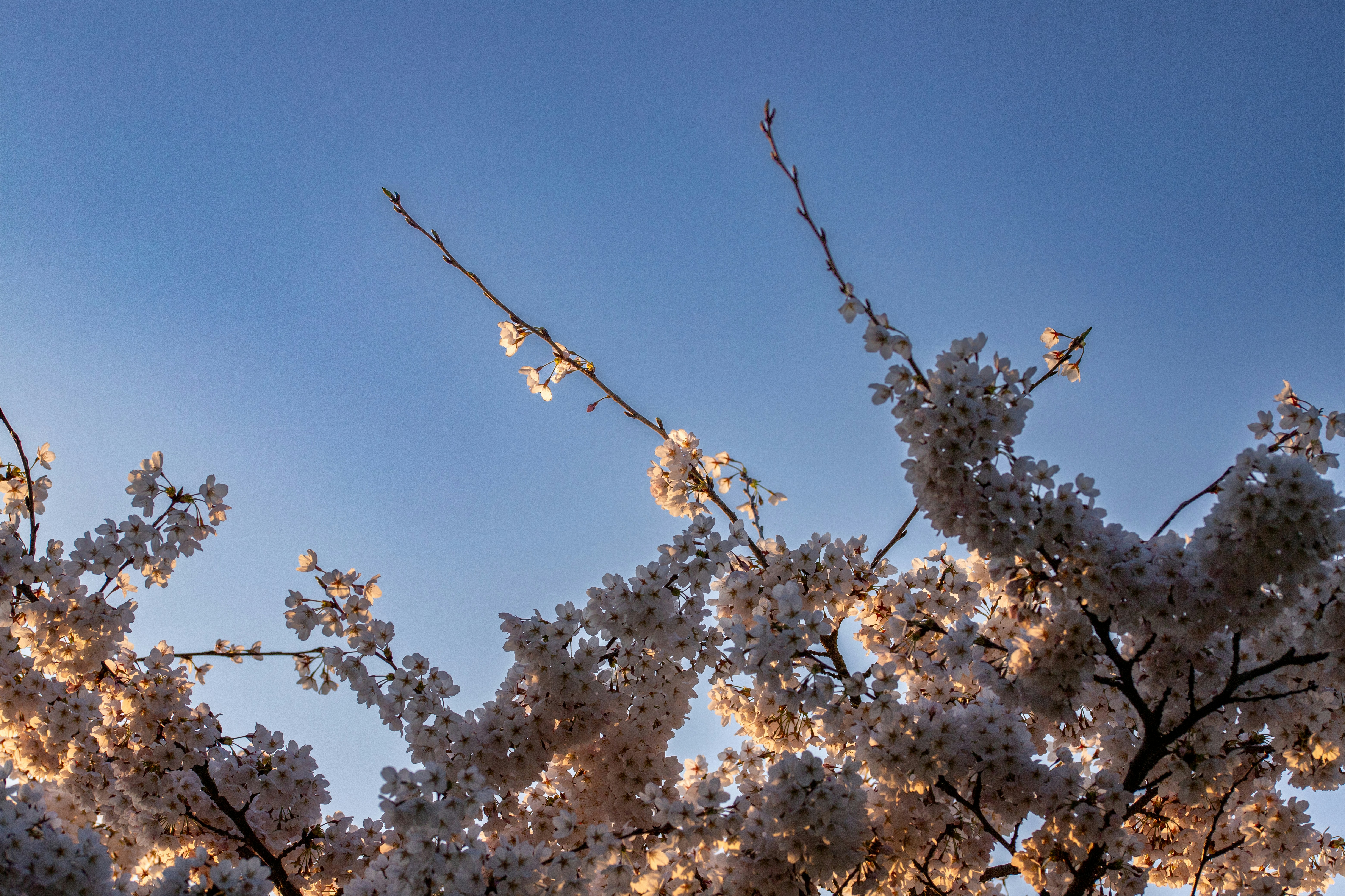 Sunlit Sakura Canopy in Calm Blue Hour