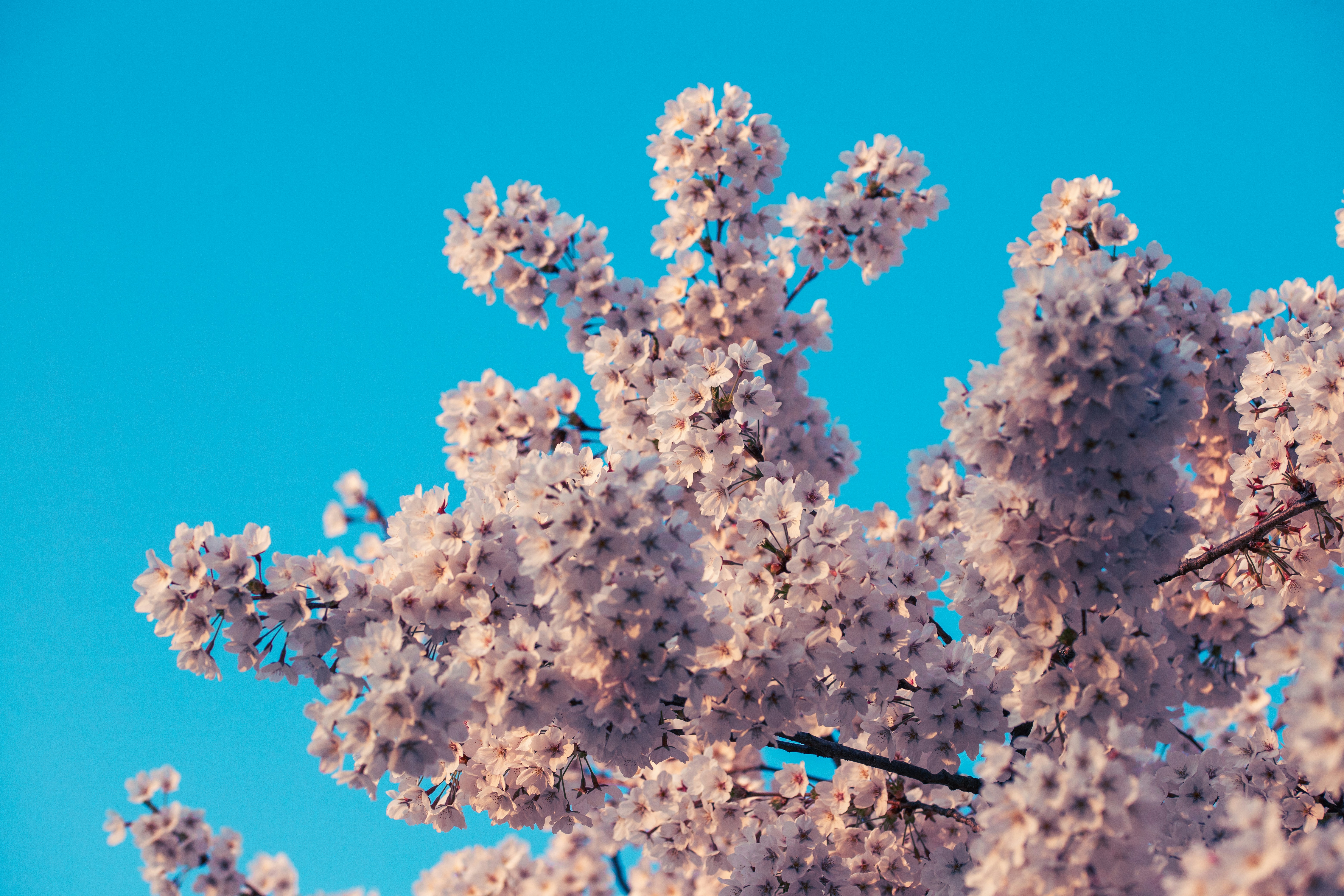 Azure Bloom: Sakura Bough Against a Summer Sky