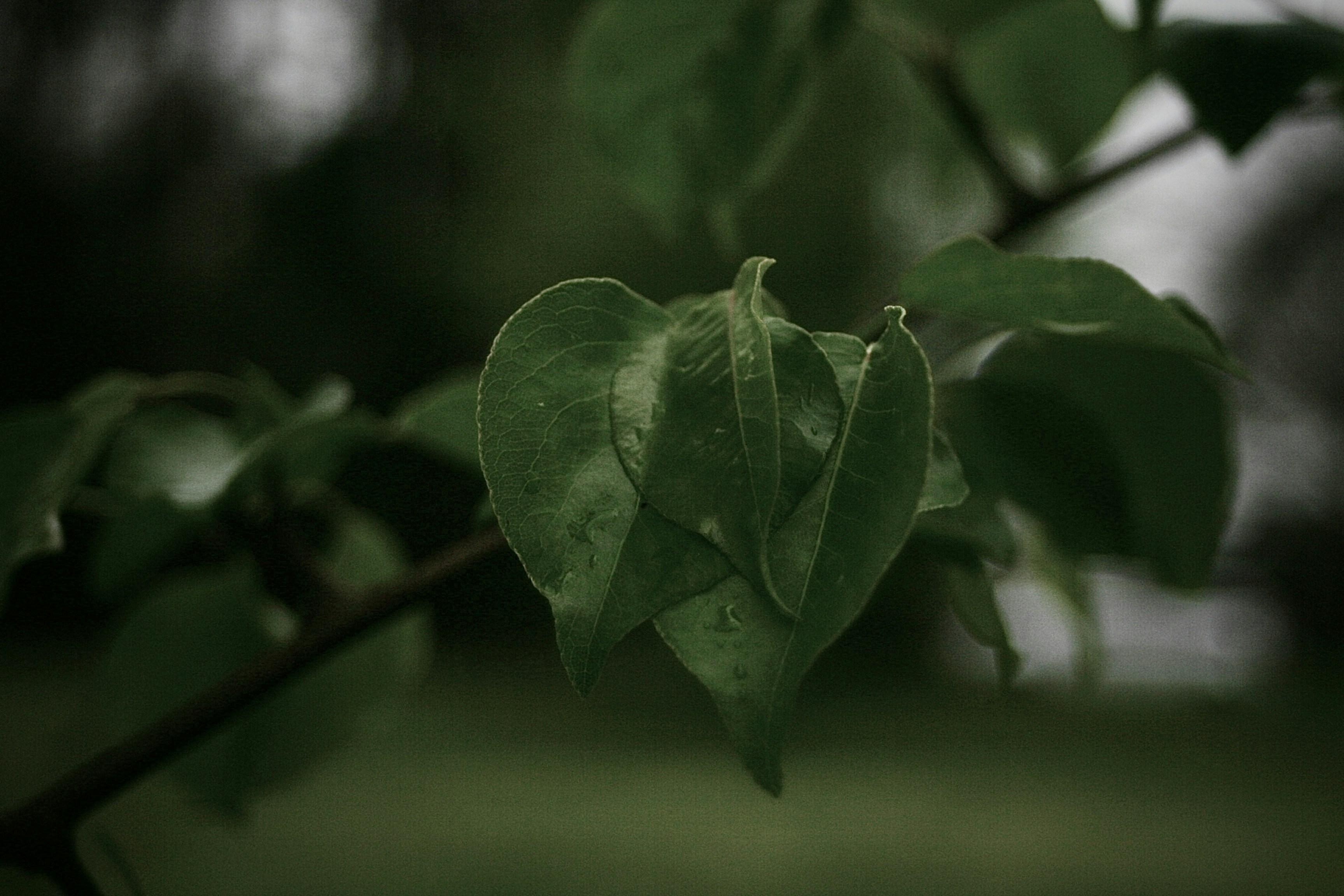 Emerald Heart: A Leaf in Quiet Focus