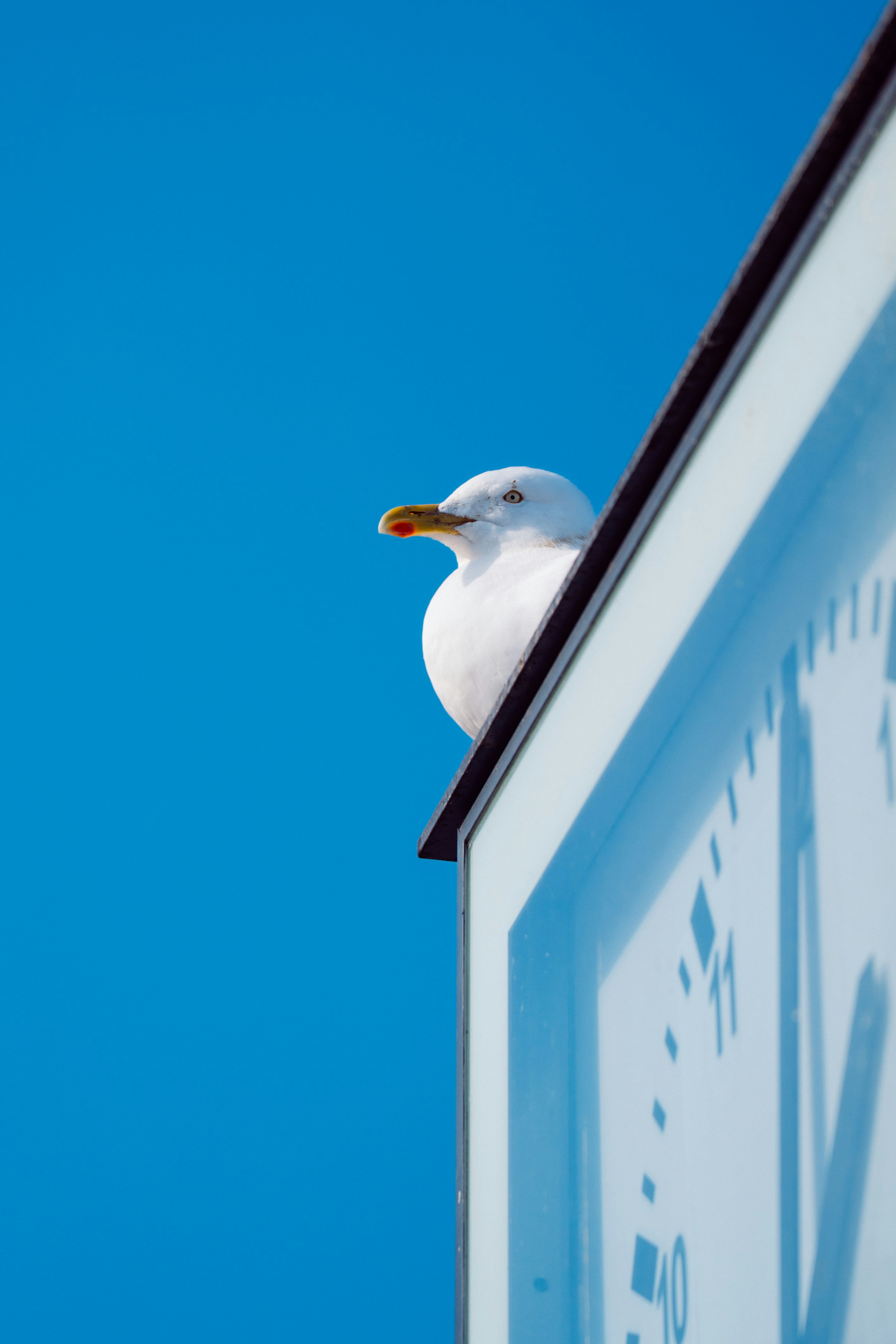 Seagull Perched on the Gable Edge