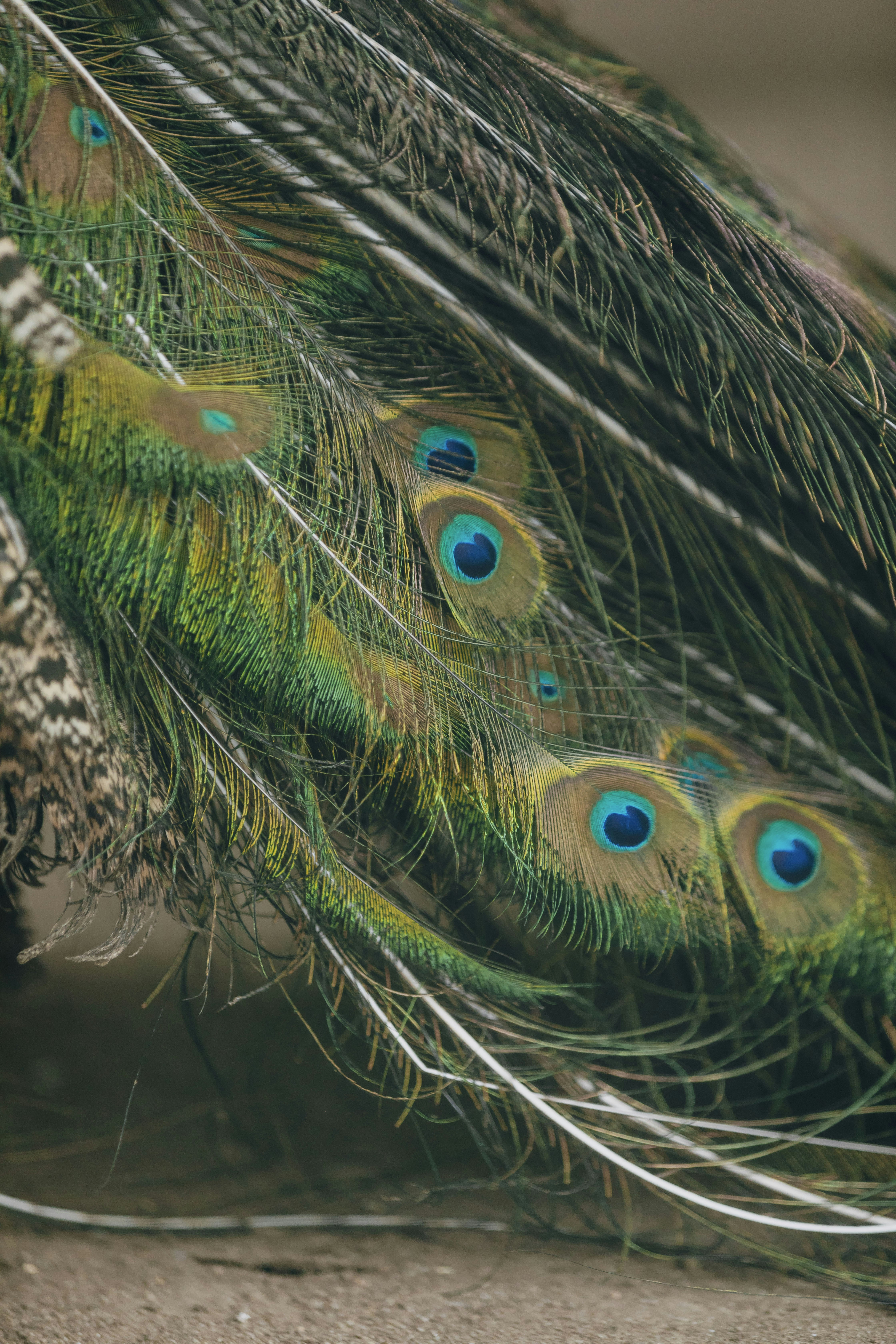 Emerald Eyes in Silk Feathers: Peacock Plumage Close-Up