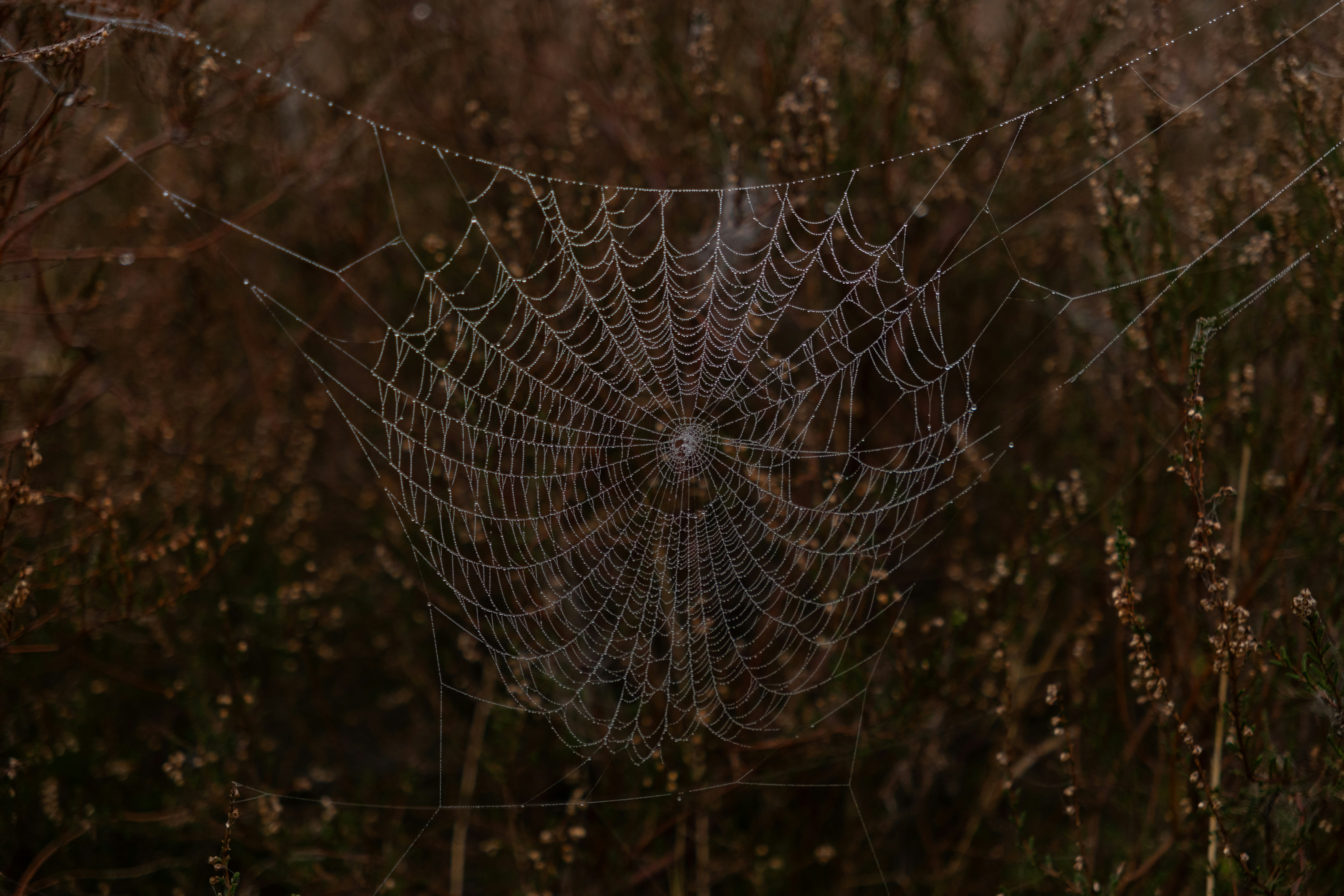 Silken Web in Twilight Hollow