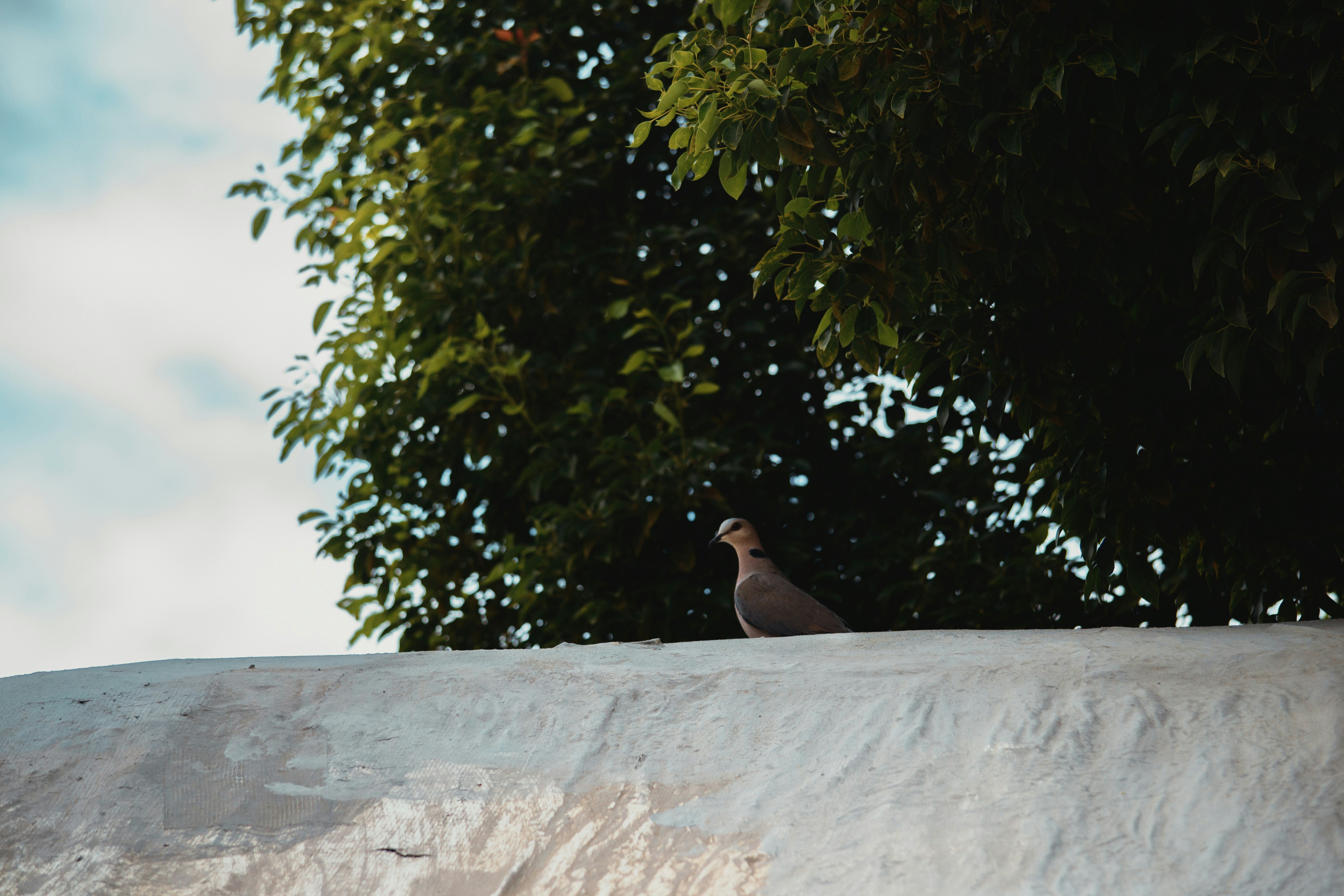 Pigeon on a sunlit ledge under a leafy canopy