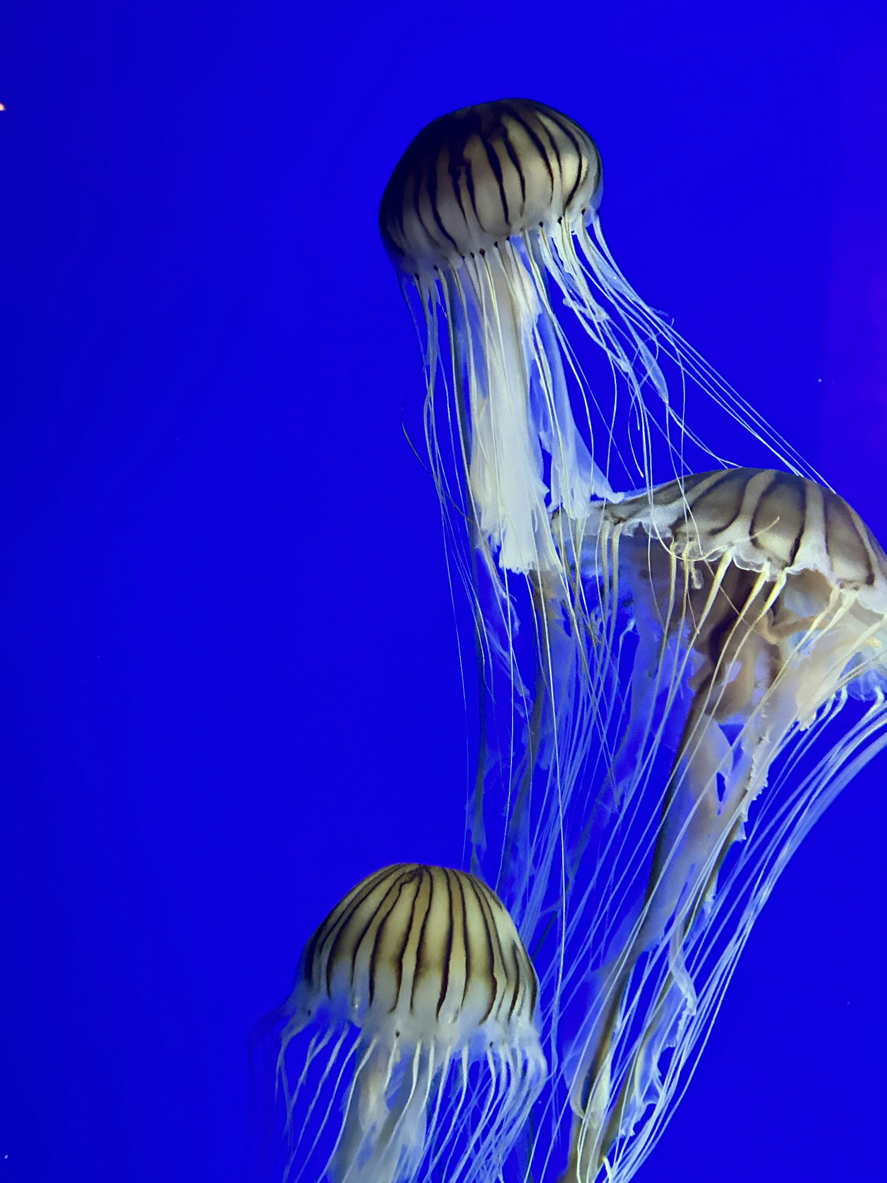 Blue Abyss: Jellyfish Choir in Neon Depths