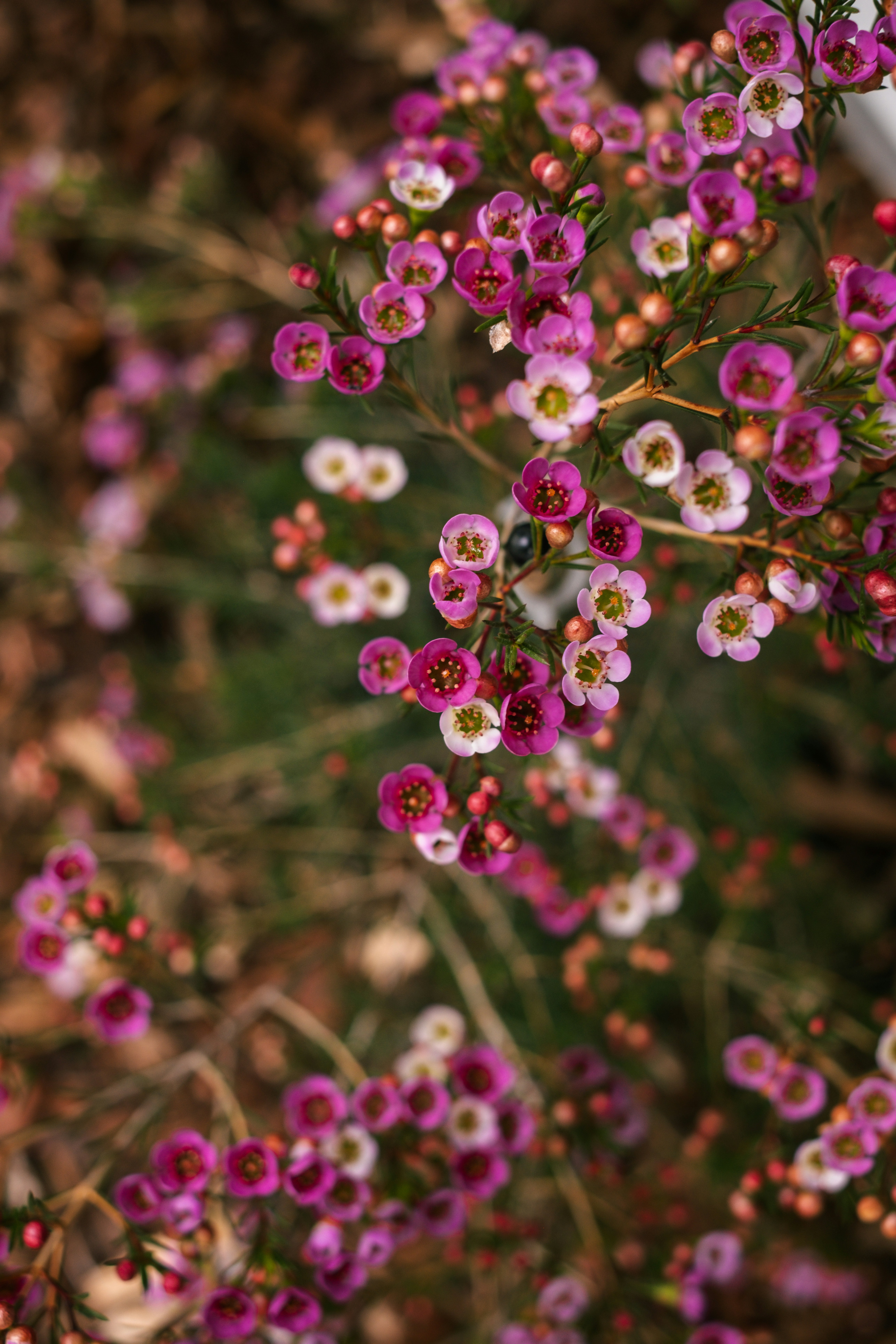 Vivid Pink Cluster: Tiny Flowers in a Sunlit Thicket
