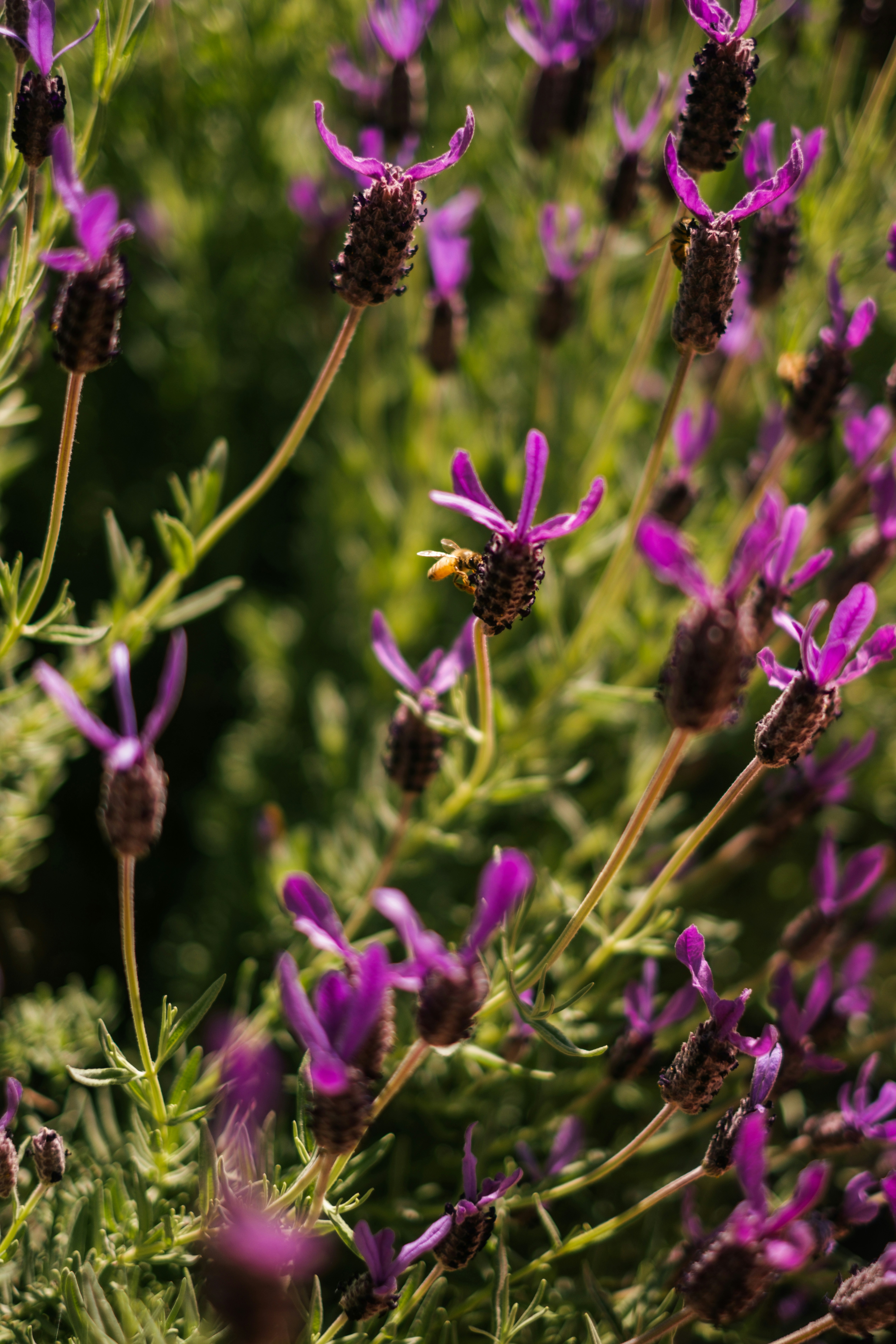Lavender Stems in Afternoon Sun