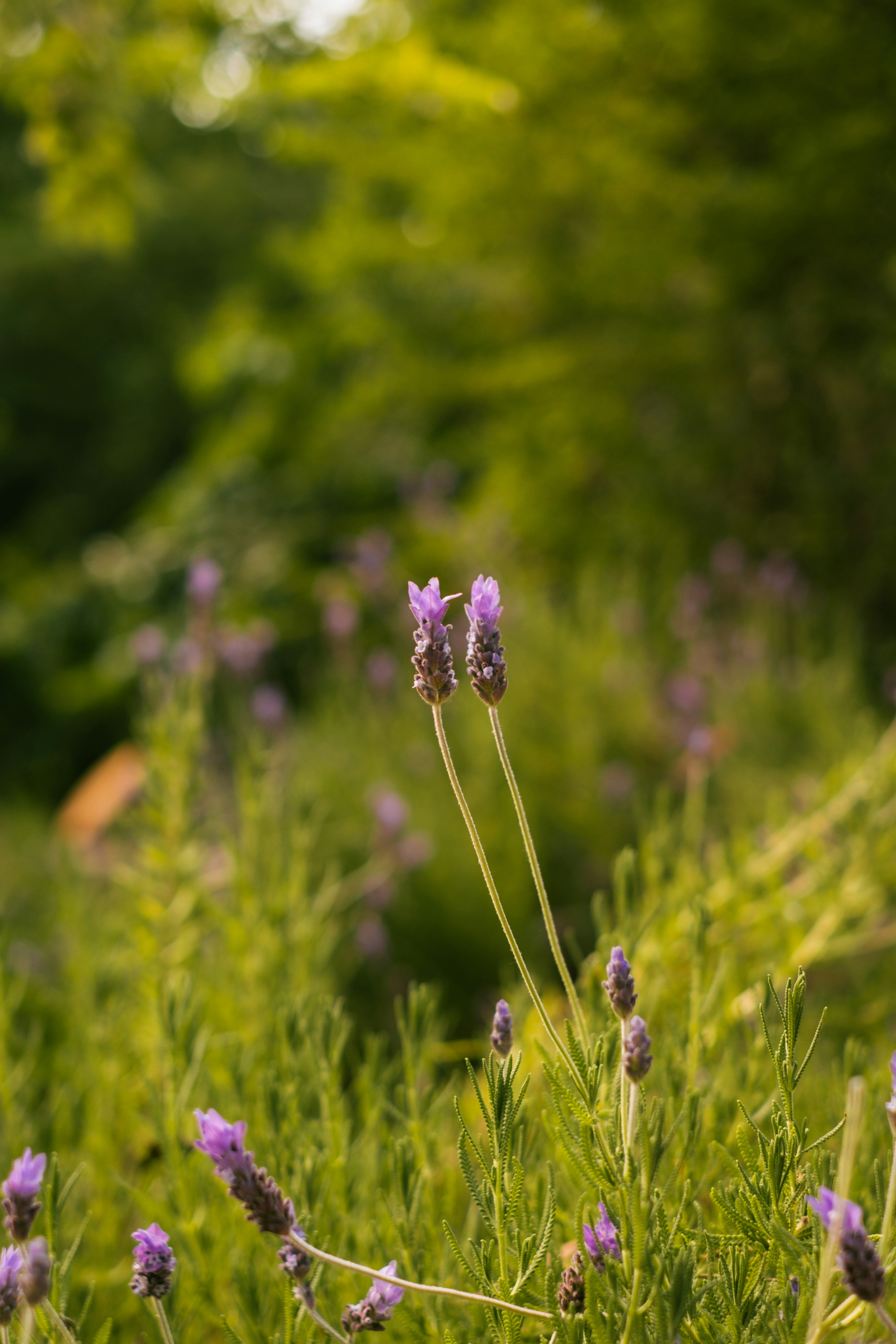 Purple Lavender Spears Reaching Through a Sunlit Meadow