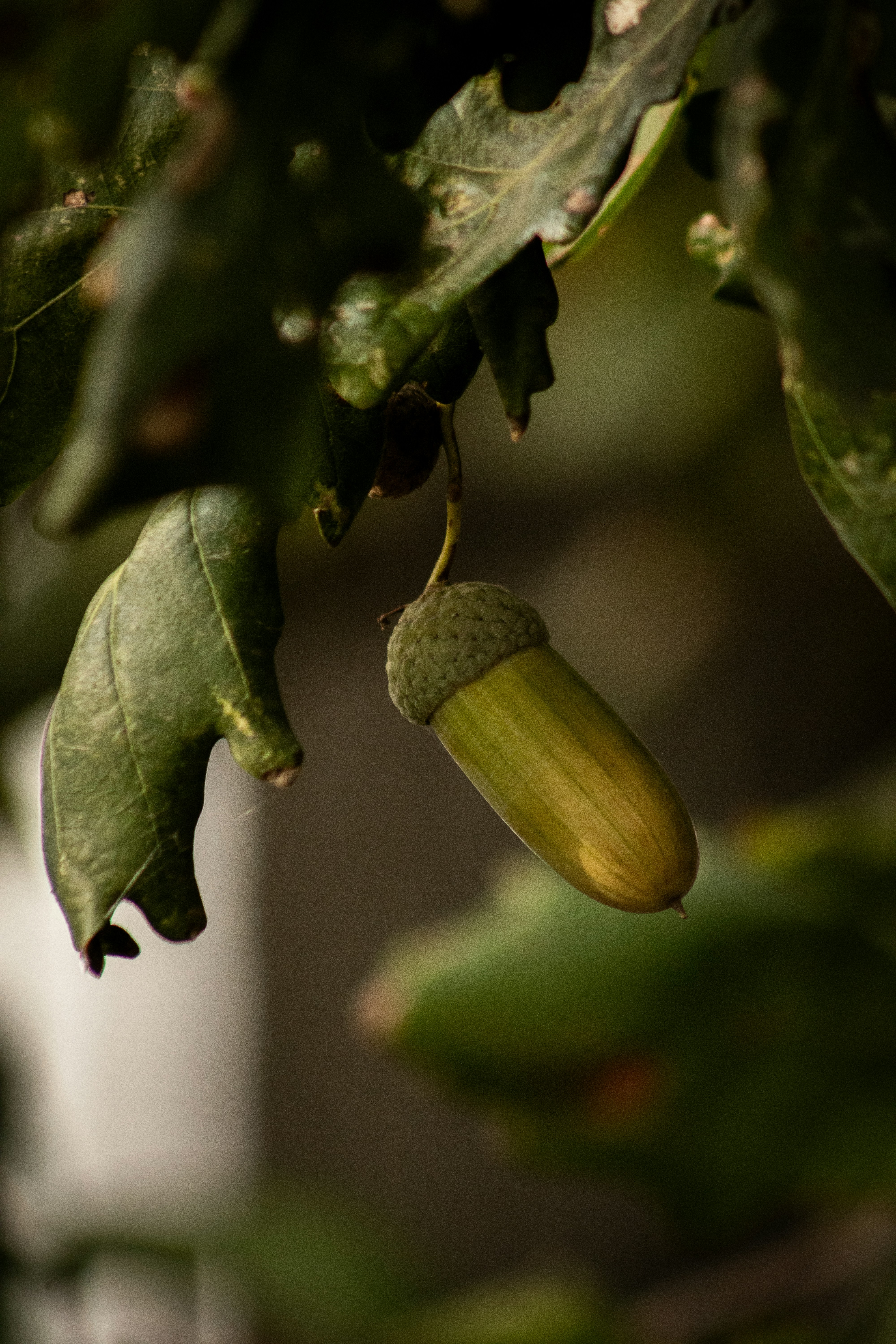Acorn Pendant: a close-up of a lone acorn on a leafy twig