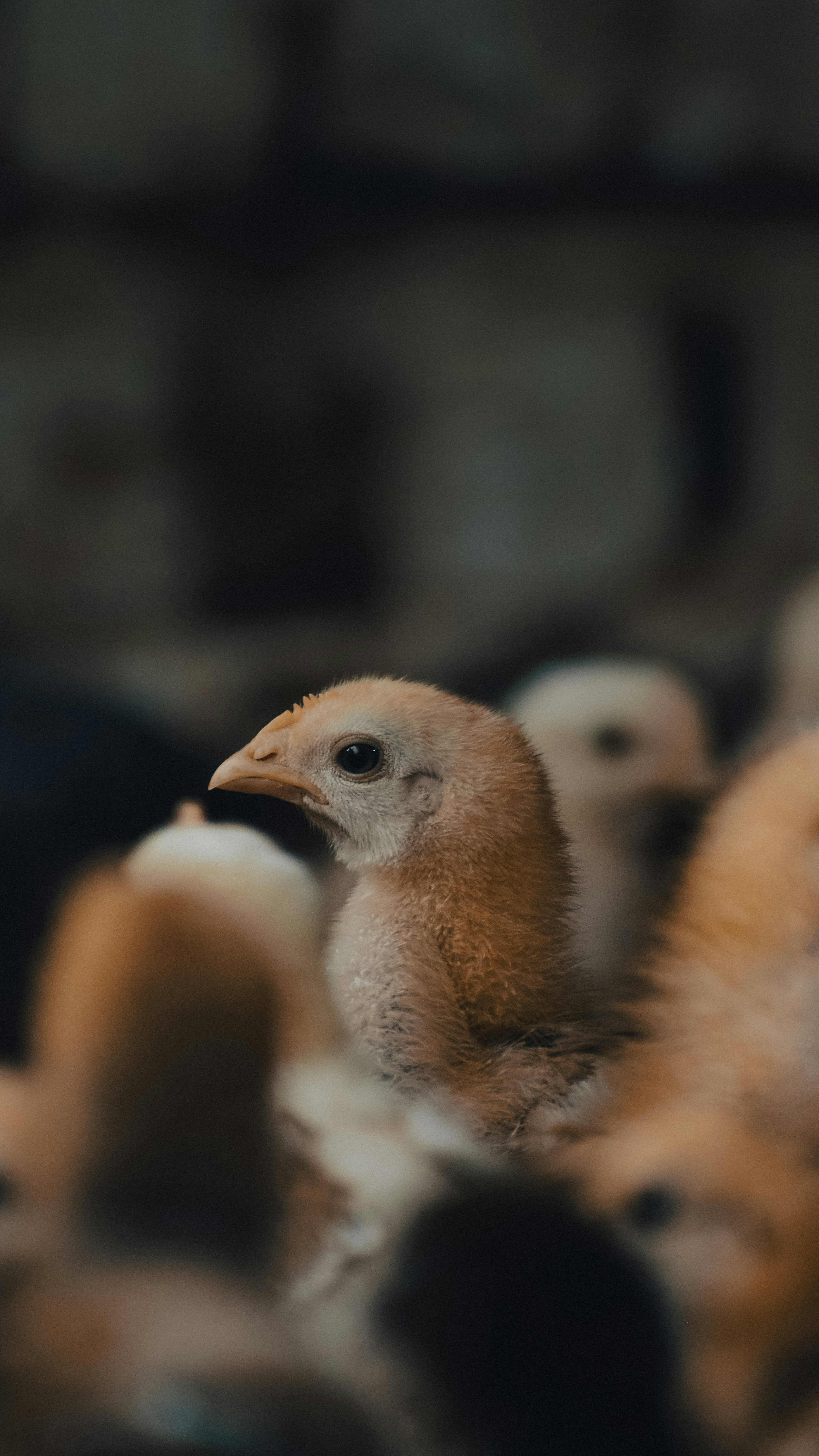 Chick Ensemble: Curious Eye Surrounded by Blurred Flock