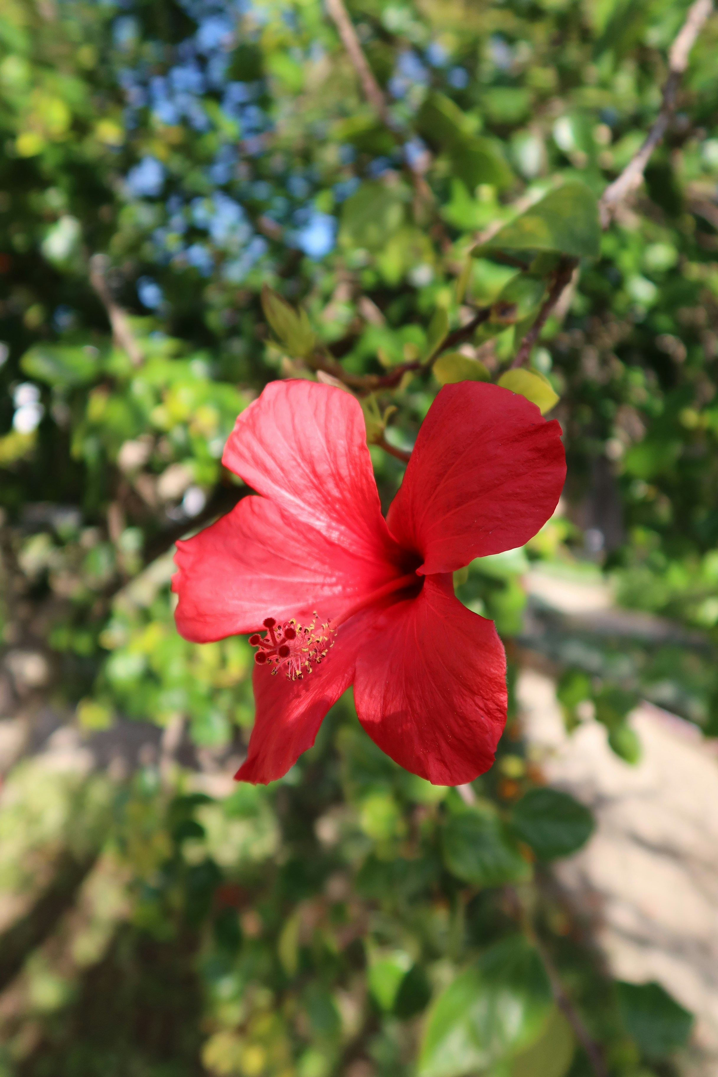 Red Hibiscus in Soft Focus Garden