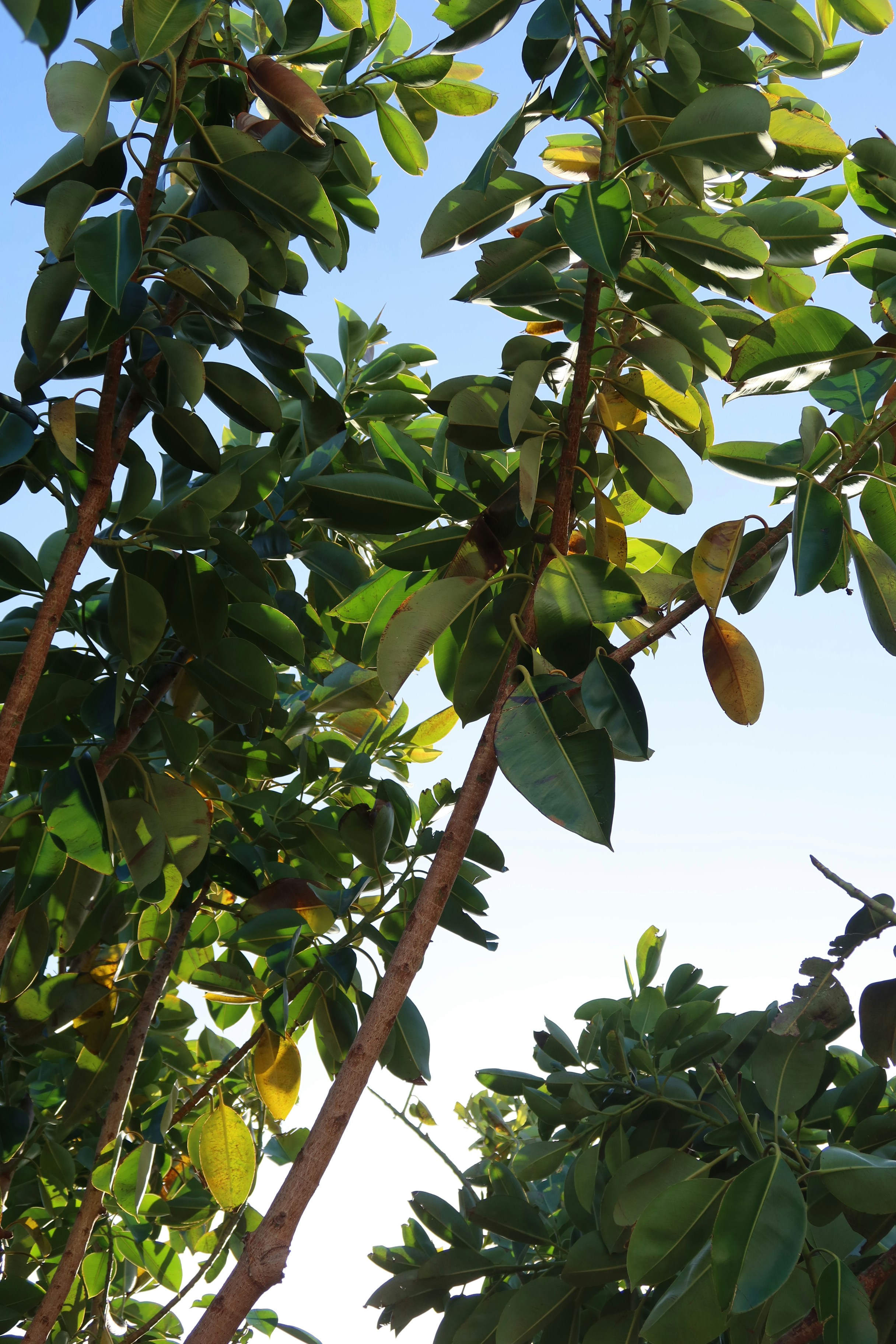 Sunlit Canopy: Fresh Green Leaves Against a Clear Sky