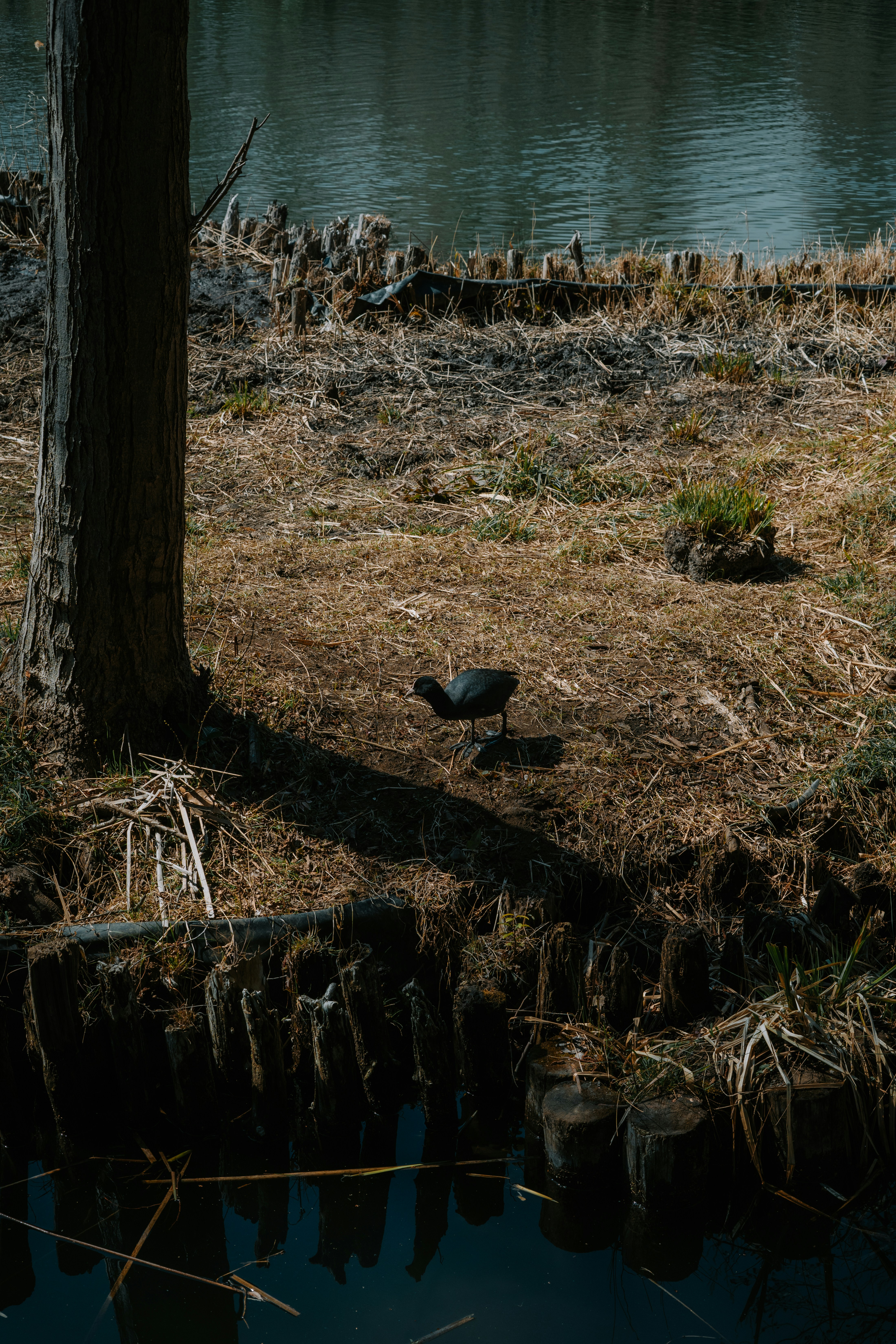 Lonely Coot by the Shoreline