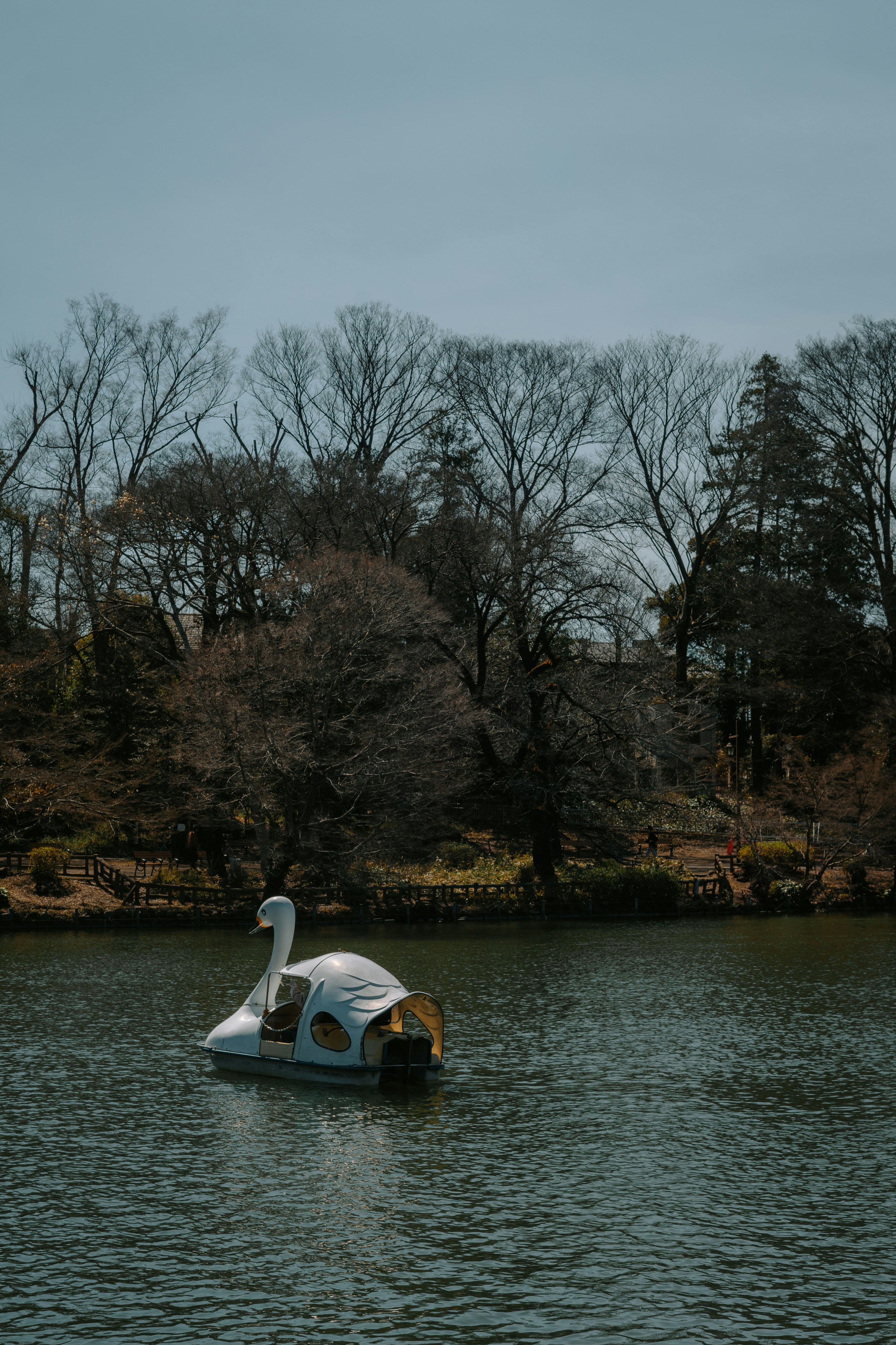 Swan Boat at the Quiet Lake