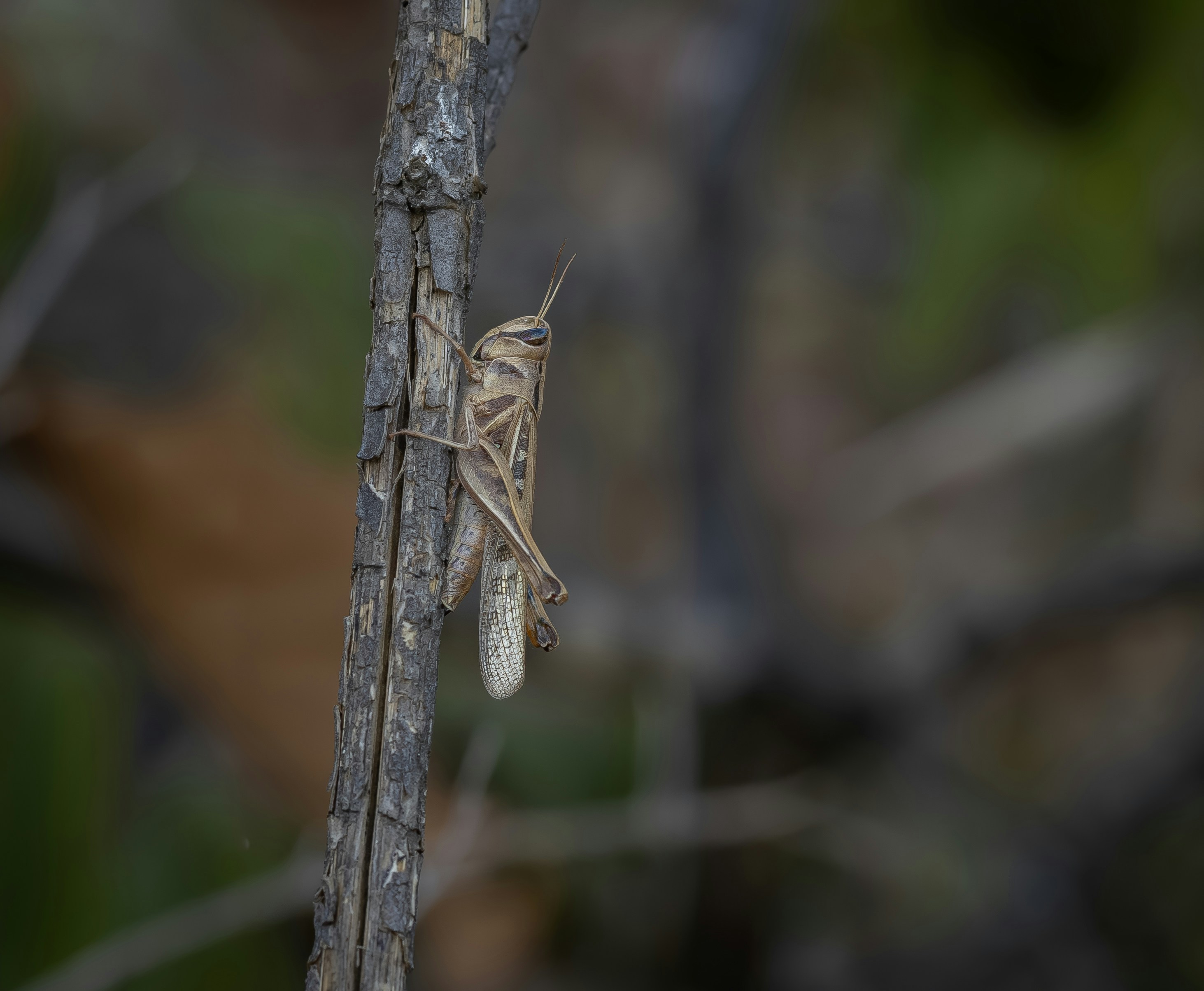 Camouflaged Grown-Creen Prong: a Grasshopper Clings to Bark