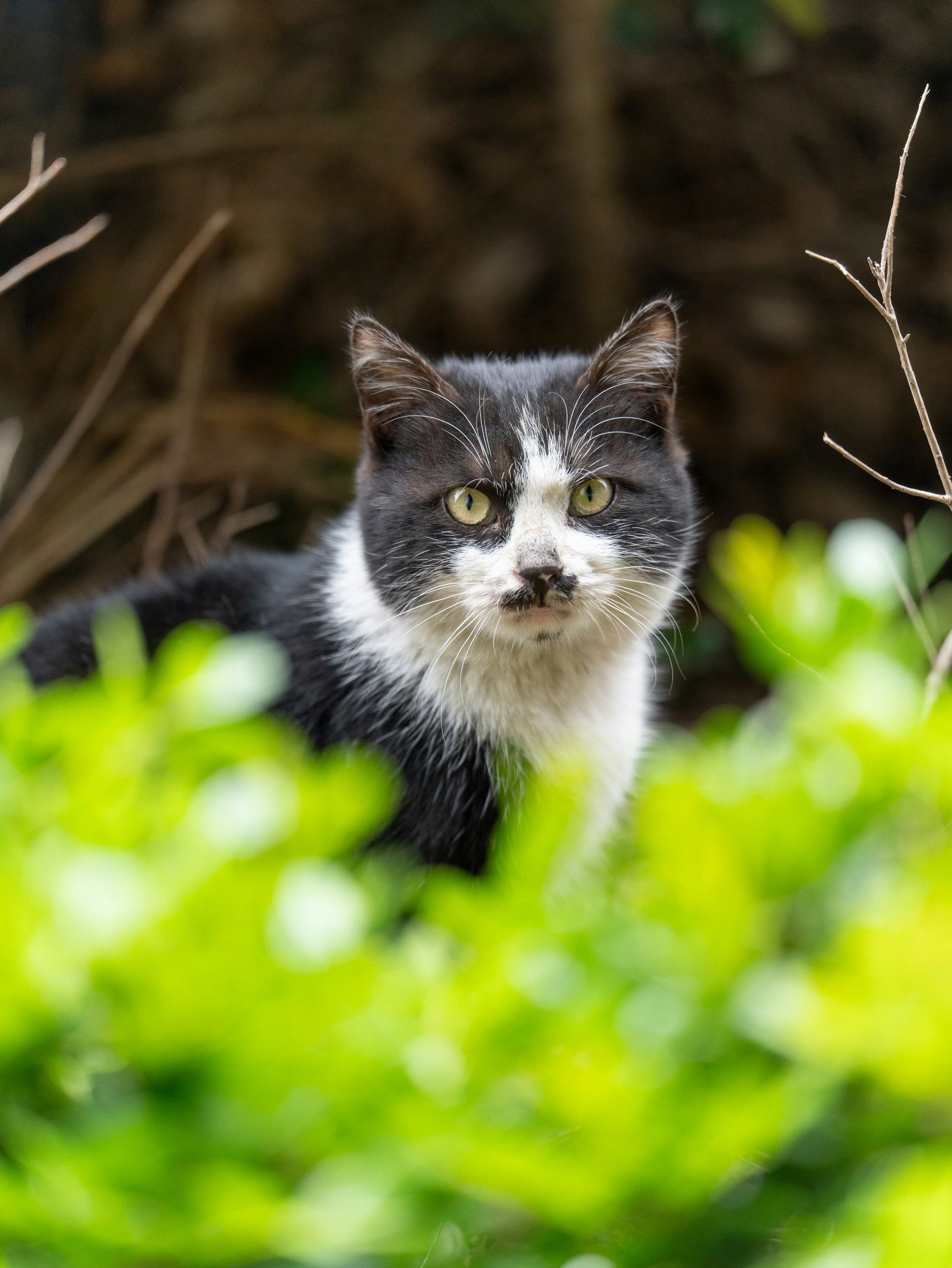 Curious Whiskers Among Green Highlights