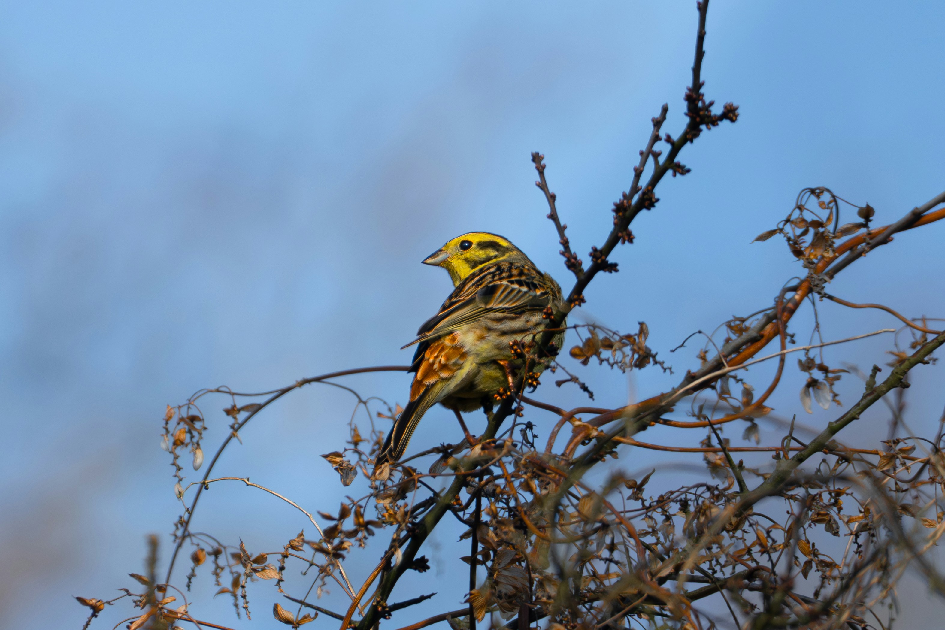 Yellow-feathered Songbird on a Thorned Branch Against Clear Sky