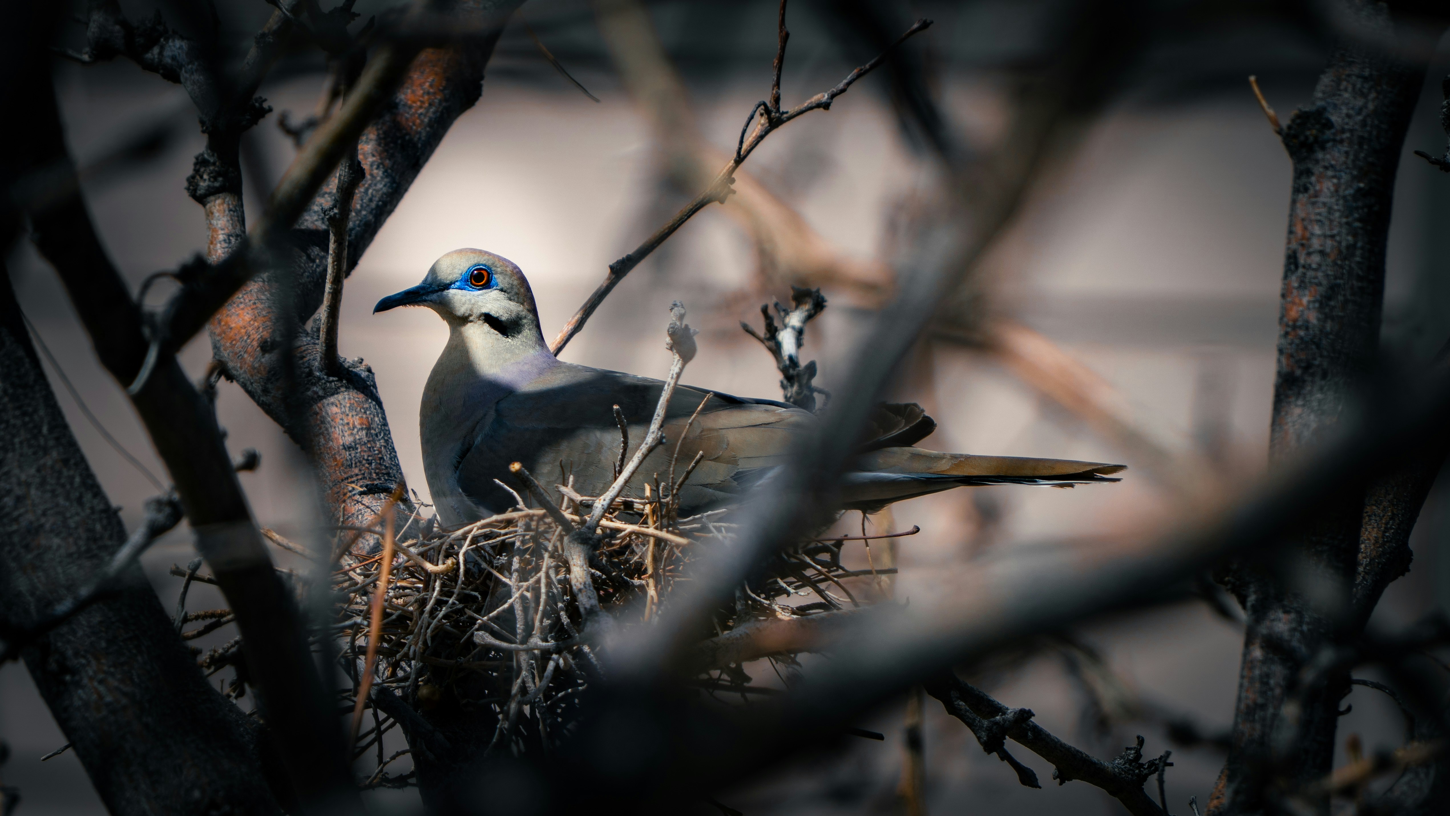 Blue-gray nodding in the thicket: a lone gull perched among branches
