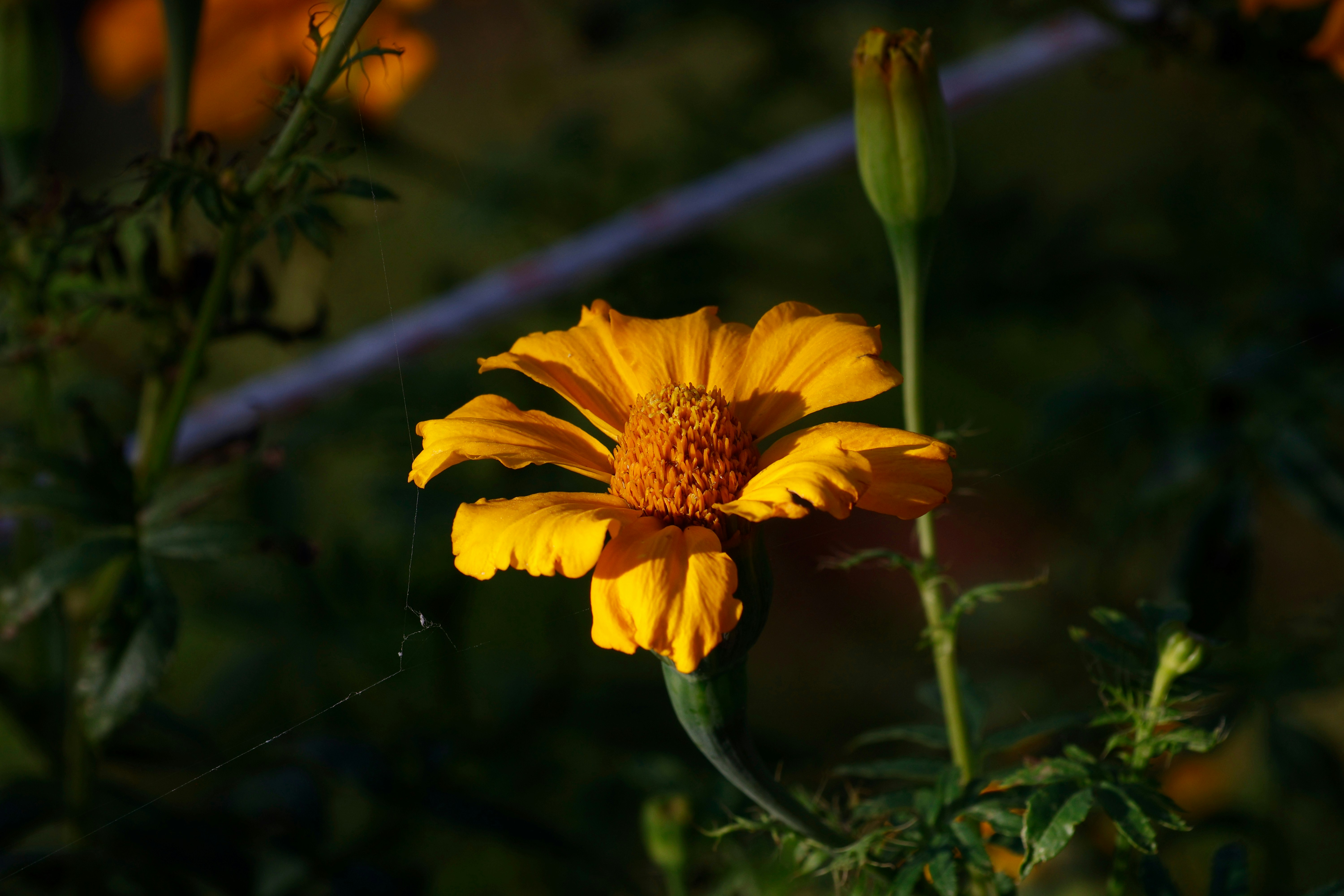Sunlit Bloom in a Tangle of Garden Night