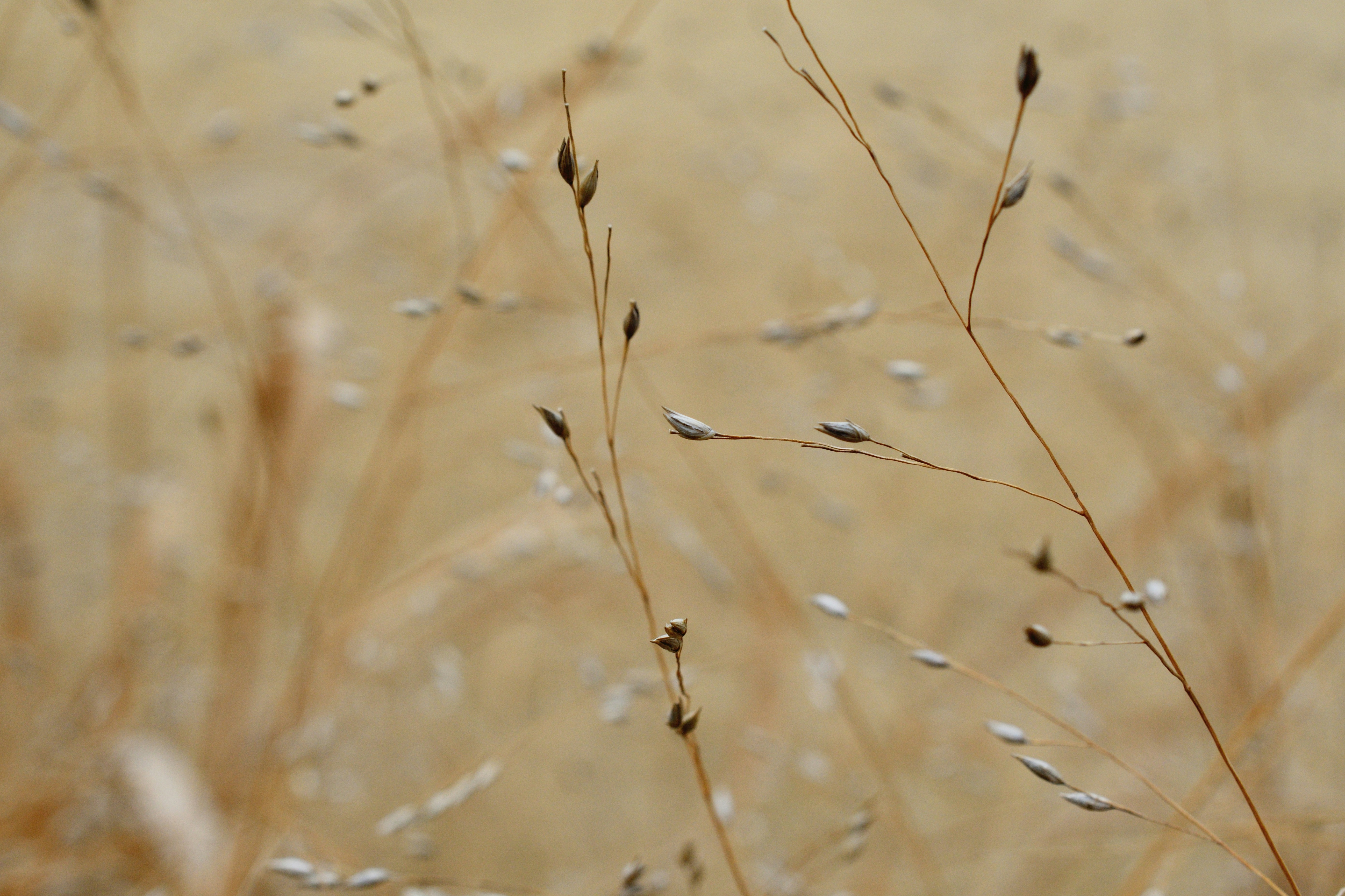 Delicate Seed Ribbons in a Quiet Meadow