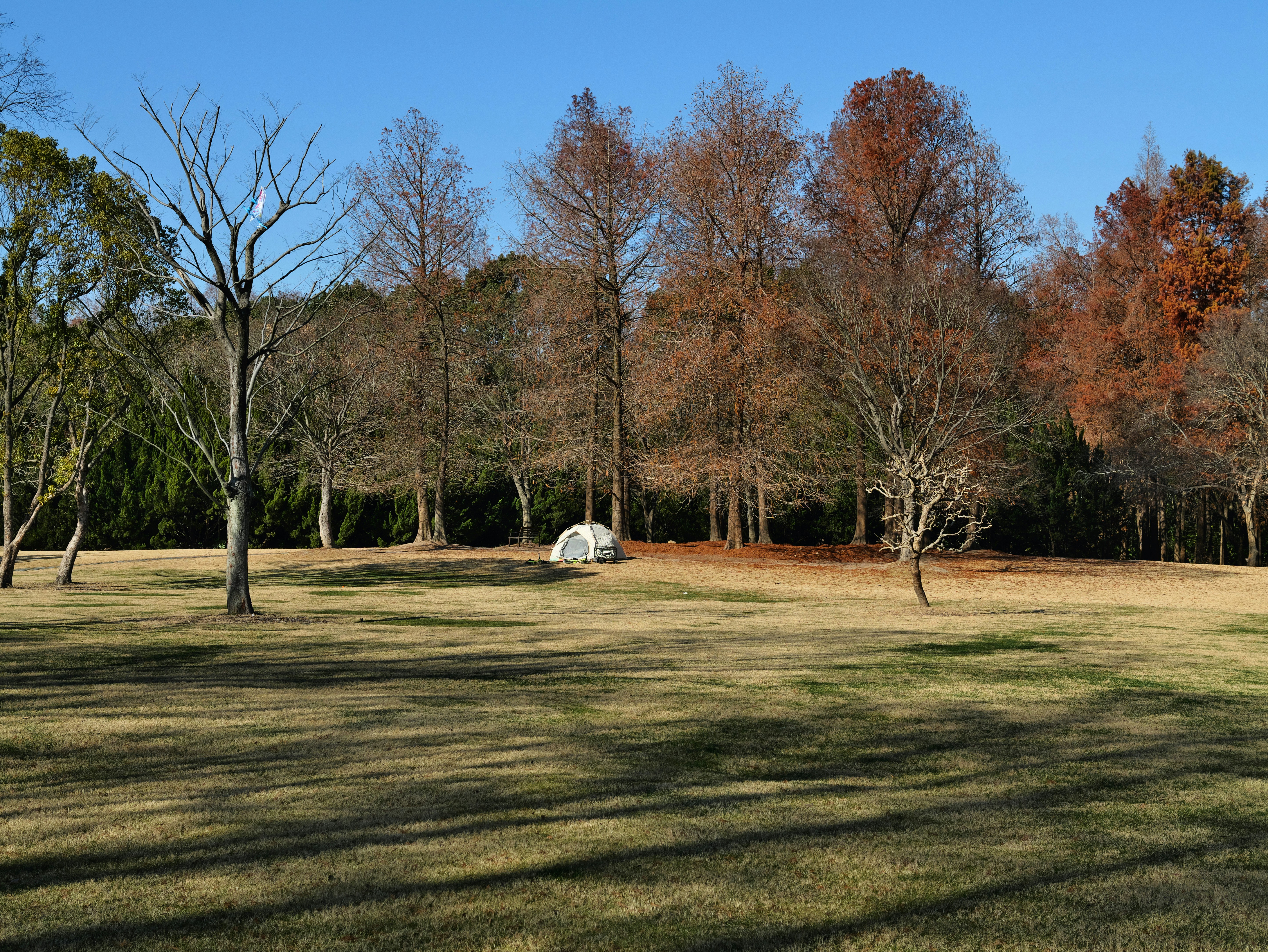 Autumn Park Clearing with Distant Tent Under Clear Sky