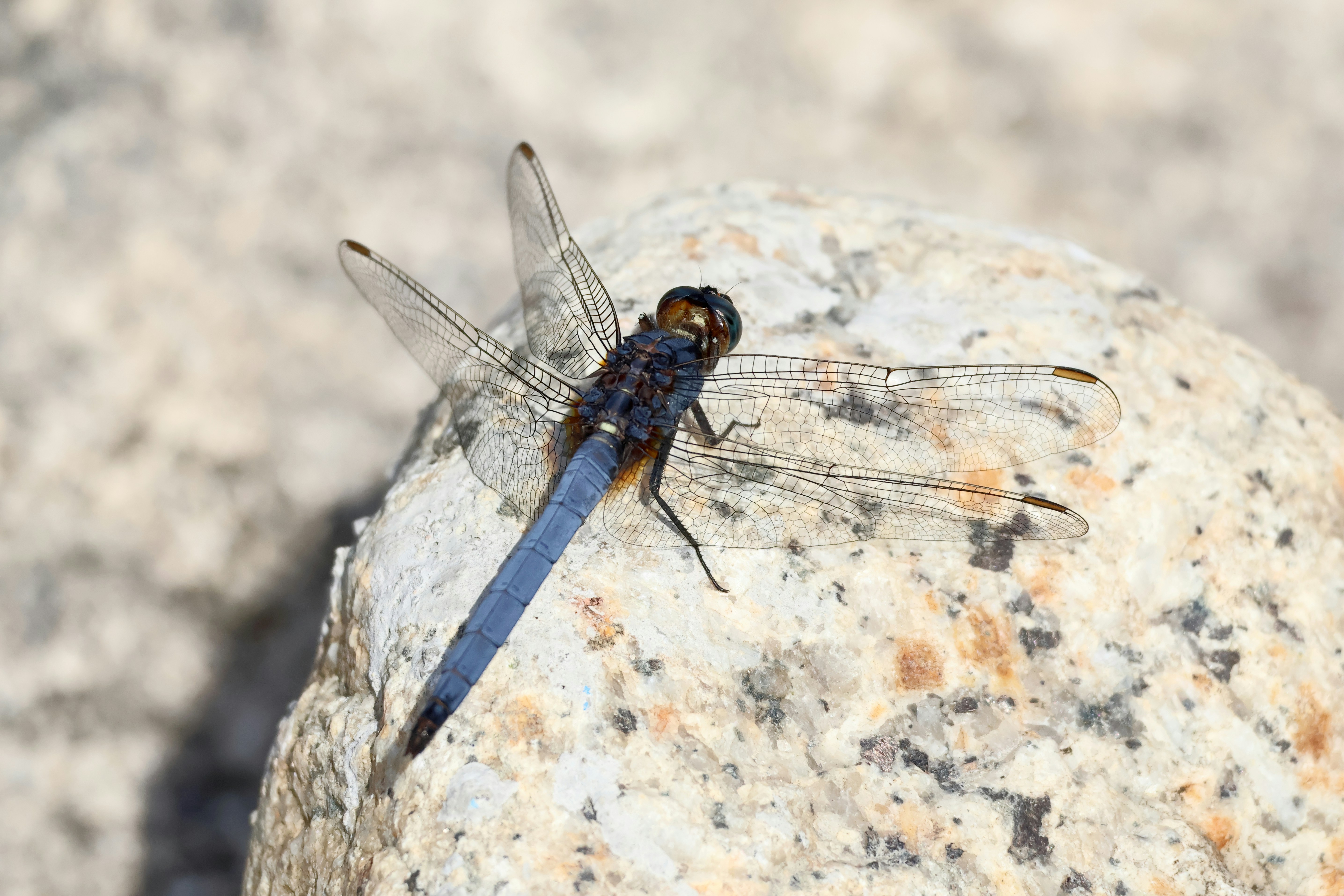 Dragonfly on sunlit rock: crystalline wings and amber eyes