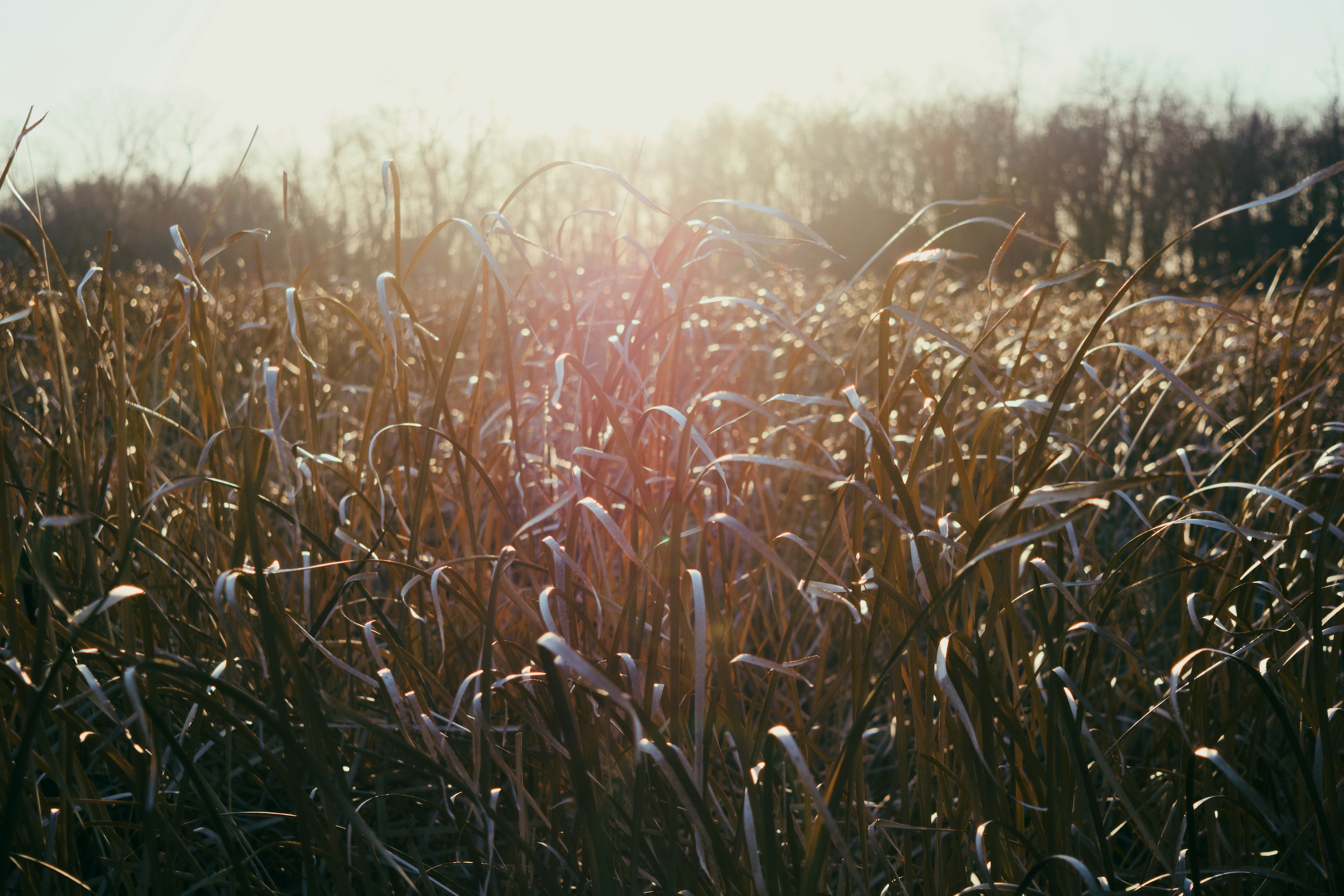 Backlit Field of Tall Grasses at Golden Hour