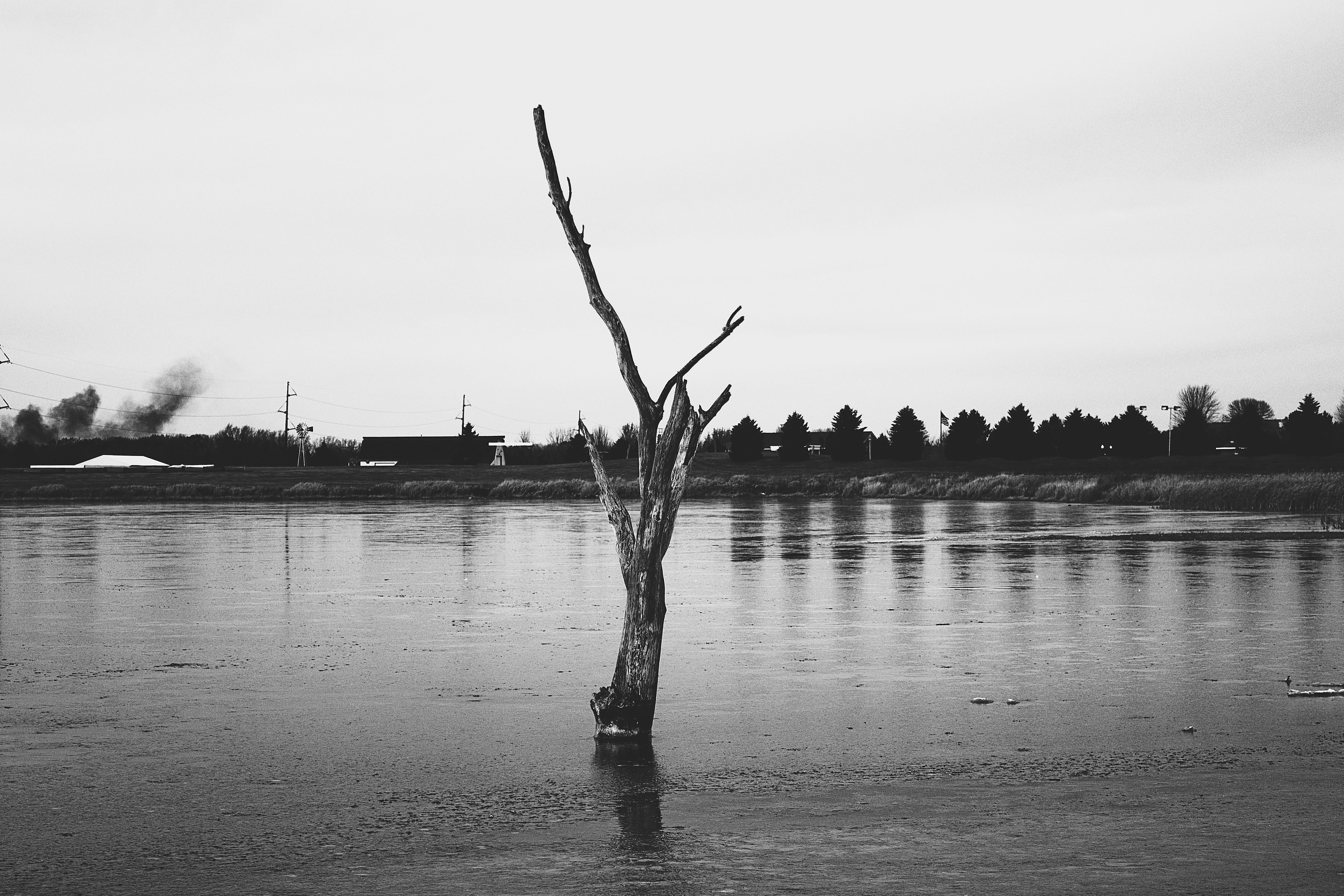 Desolate Tree Sentinel Rises from a Calm Floodplain