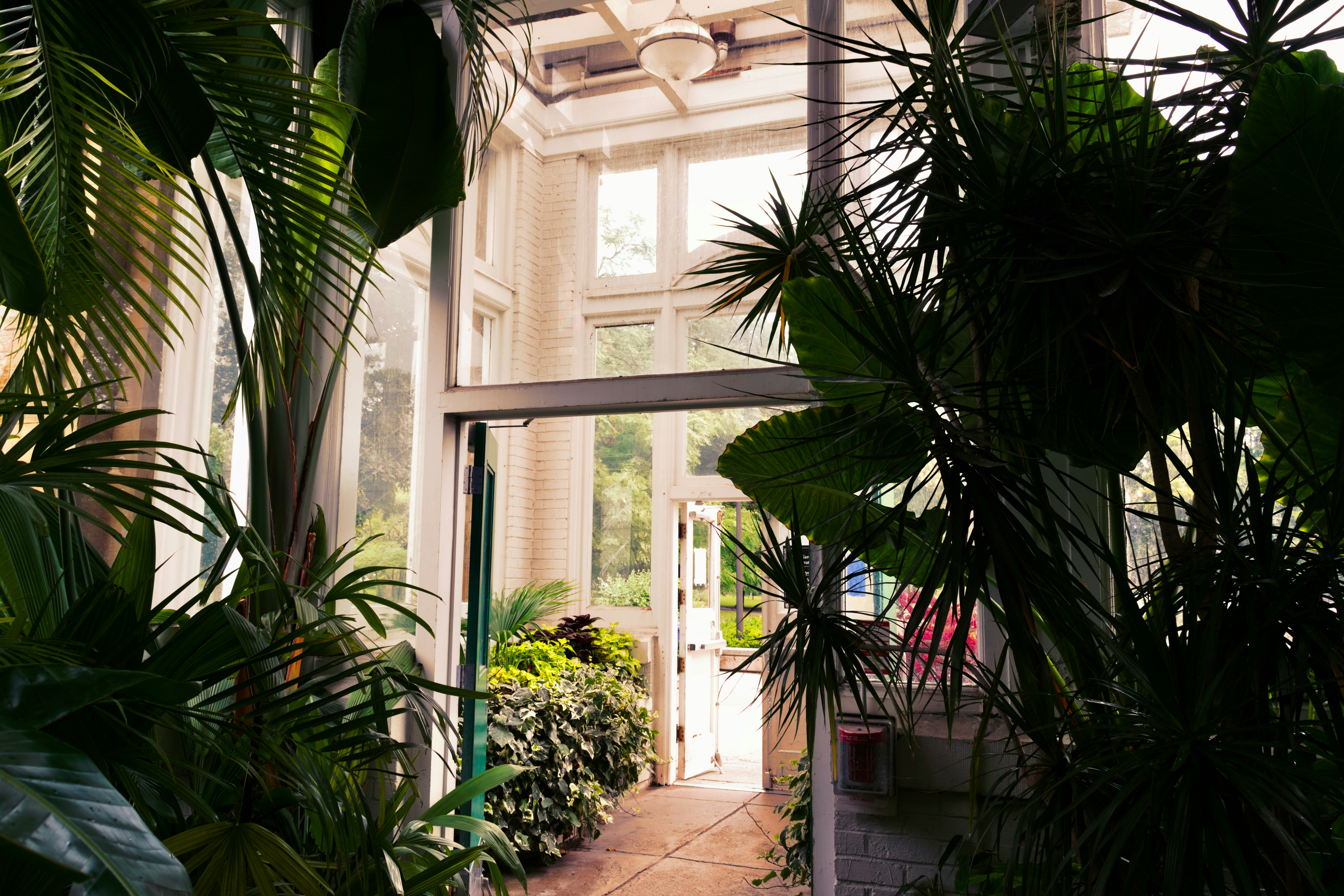 Sunlit Corridor Through Lush Greenhouse Atrium