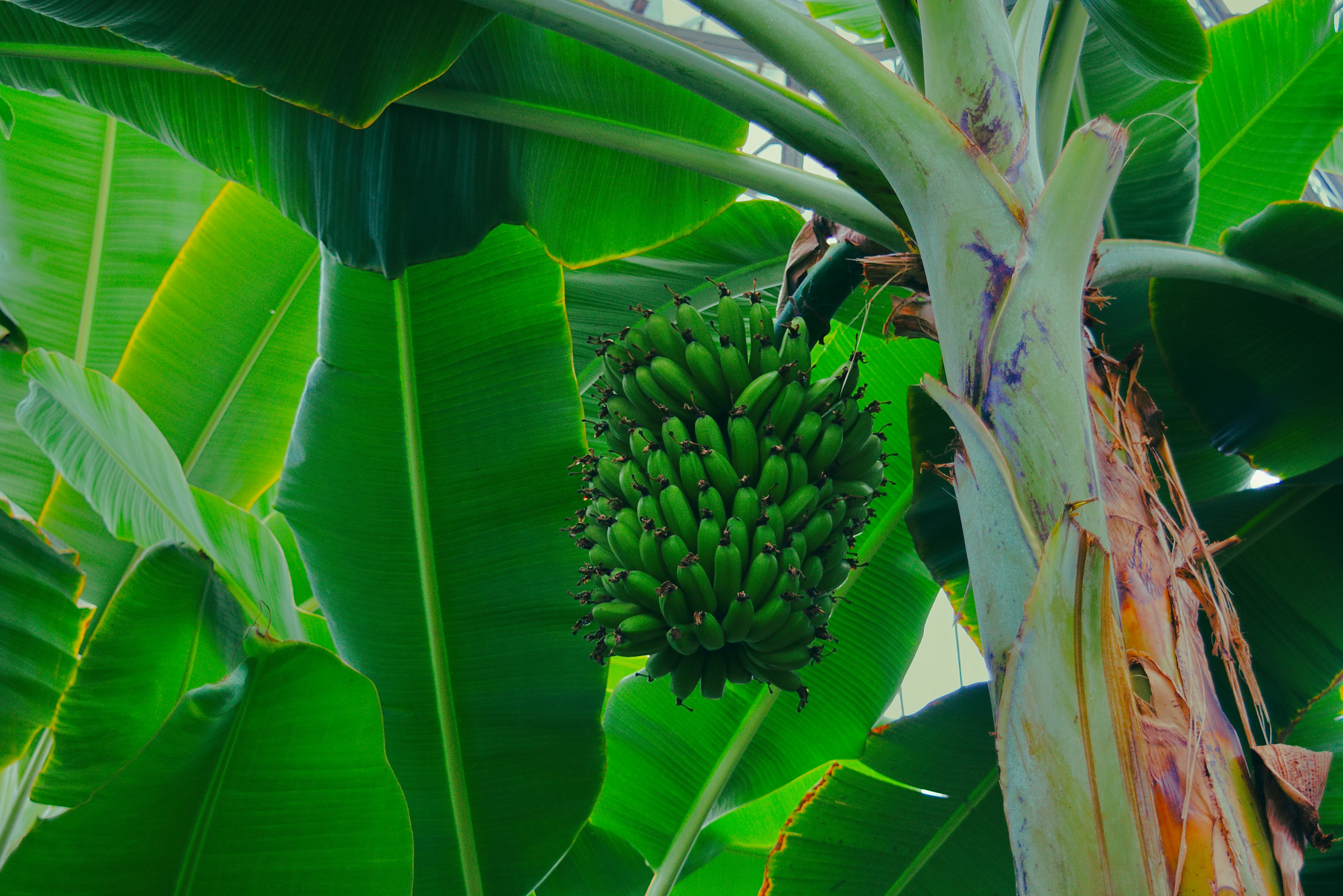 Banana Cluster Under Green Canopy