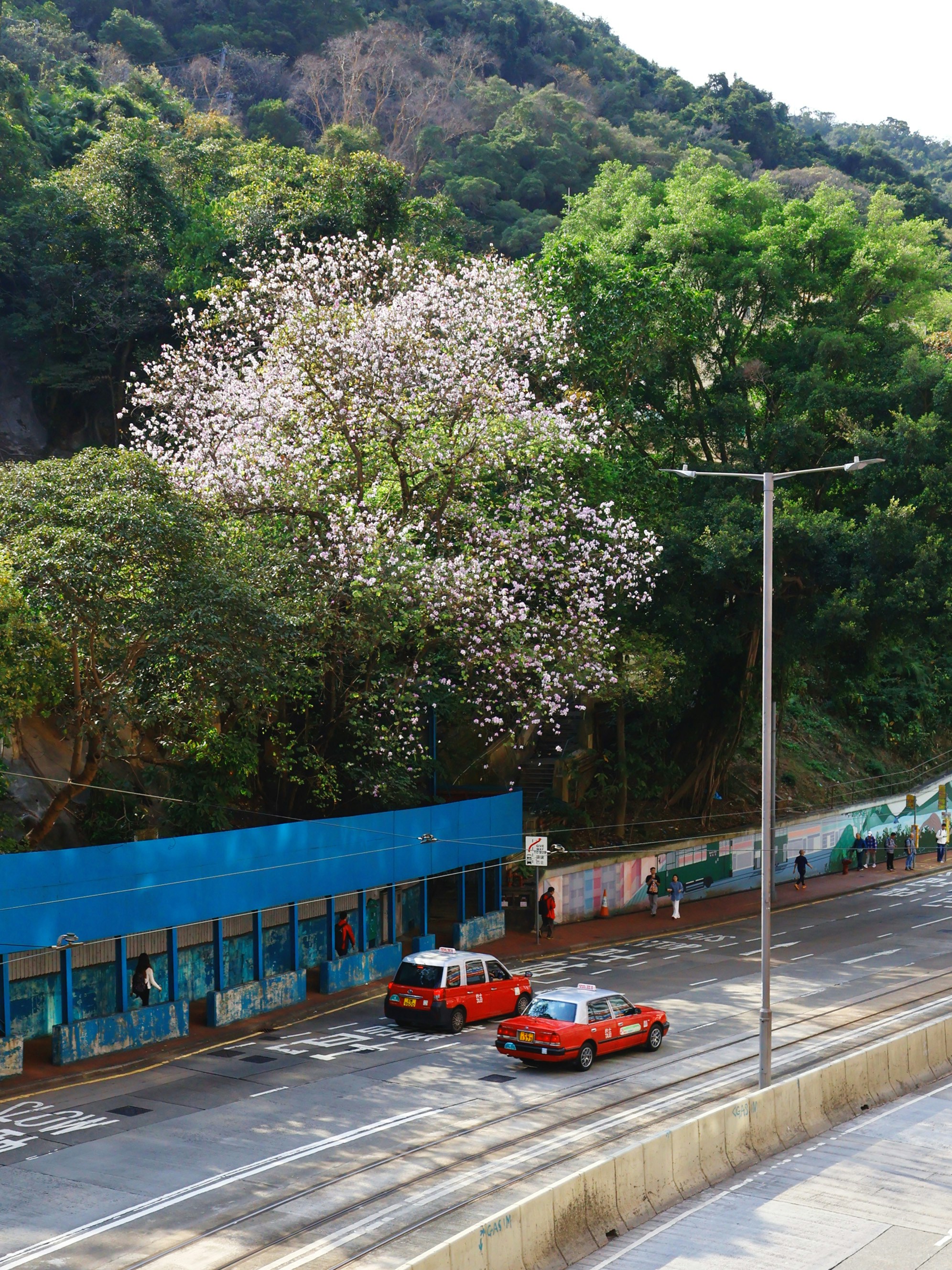 Cherry Bloom by the City Road
