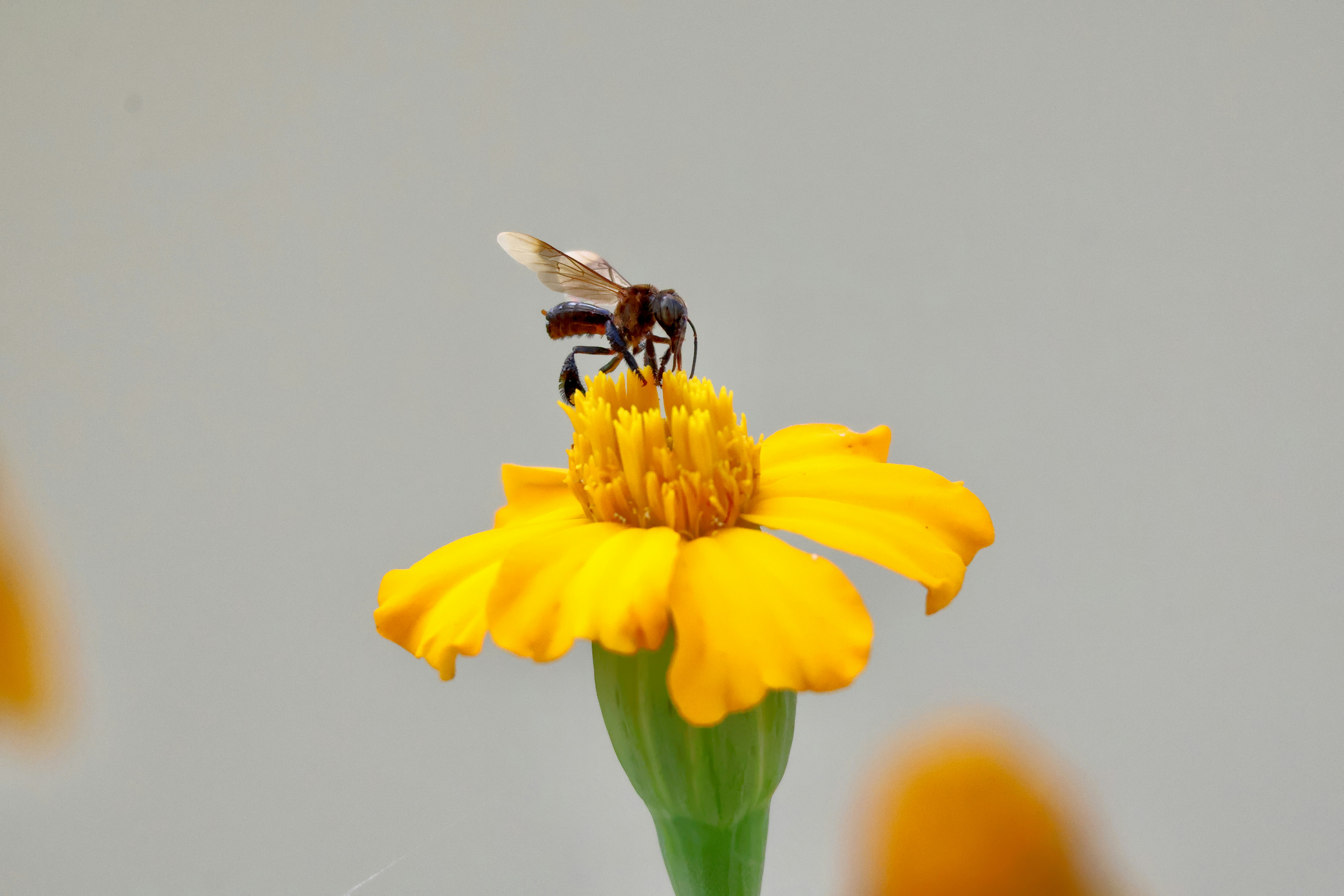 Sunlit Nectar Rendezvous: Bee on a Golden Blossom