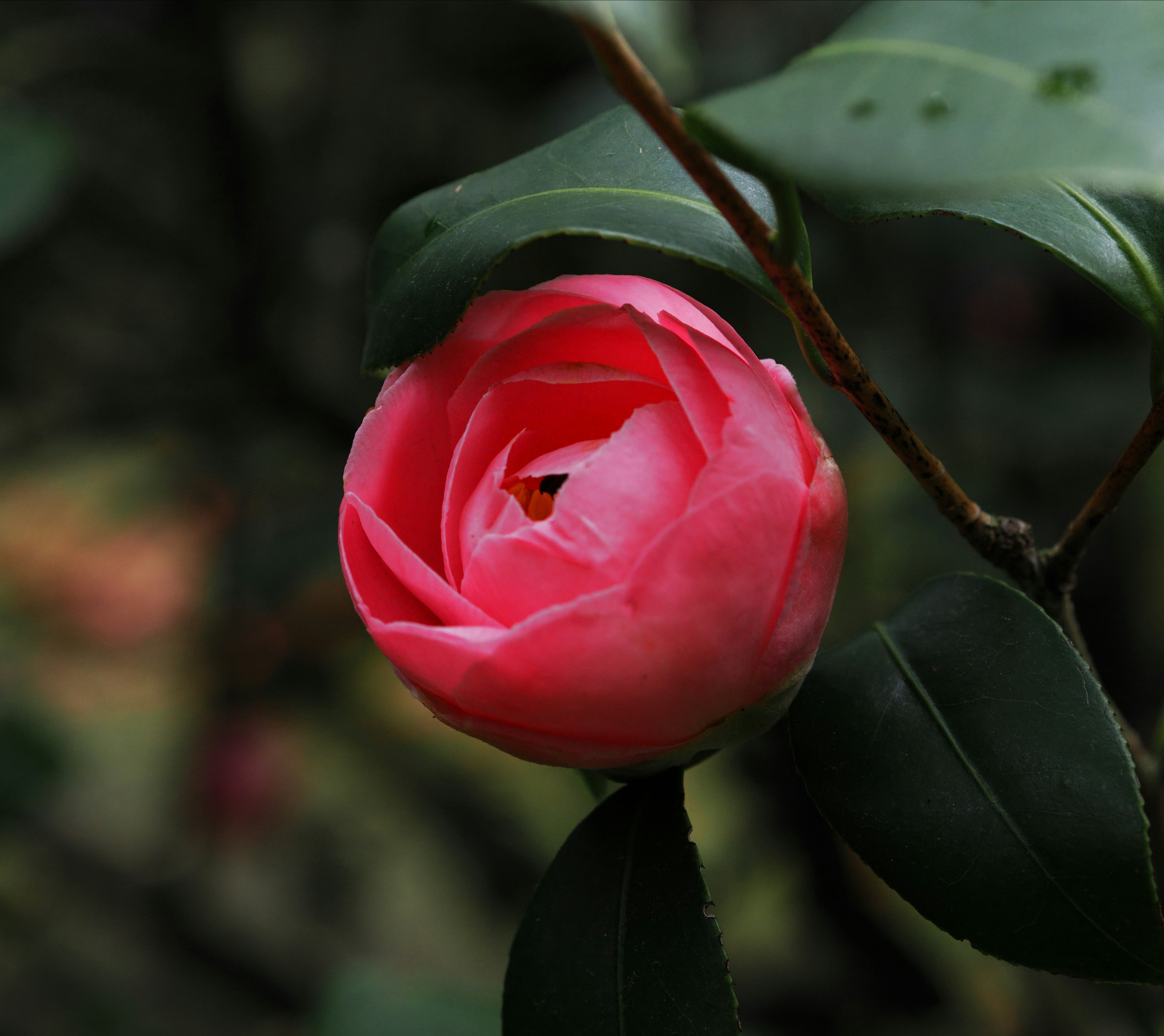 Pink Camellia in Soft Backdrop
