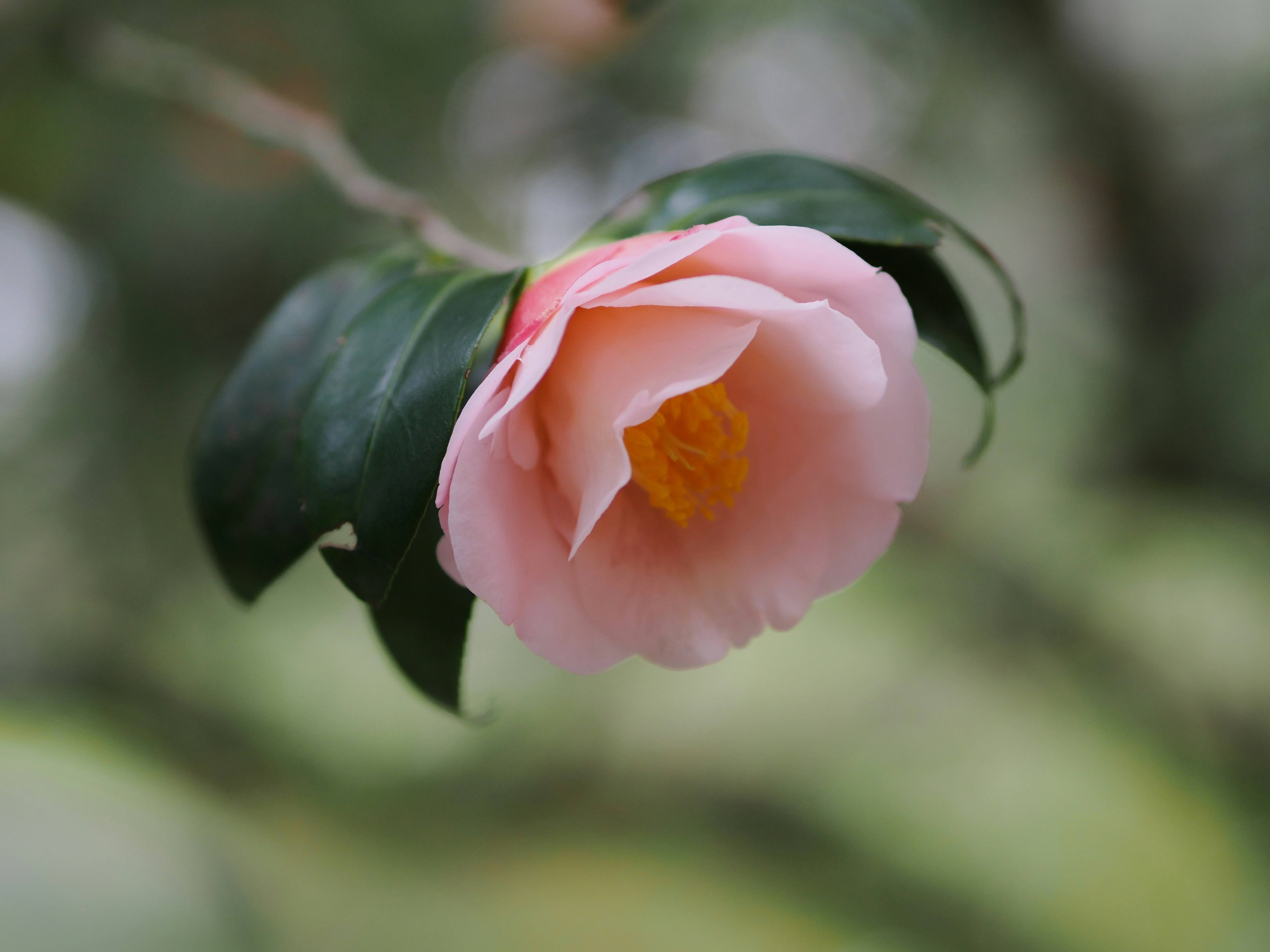 Soft Pink Camellia in Gentle Blur