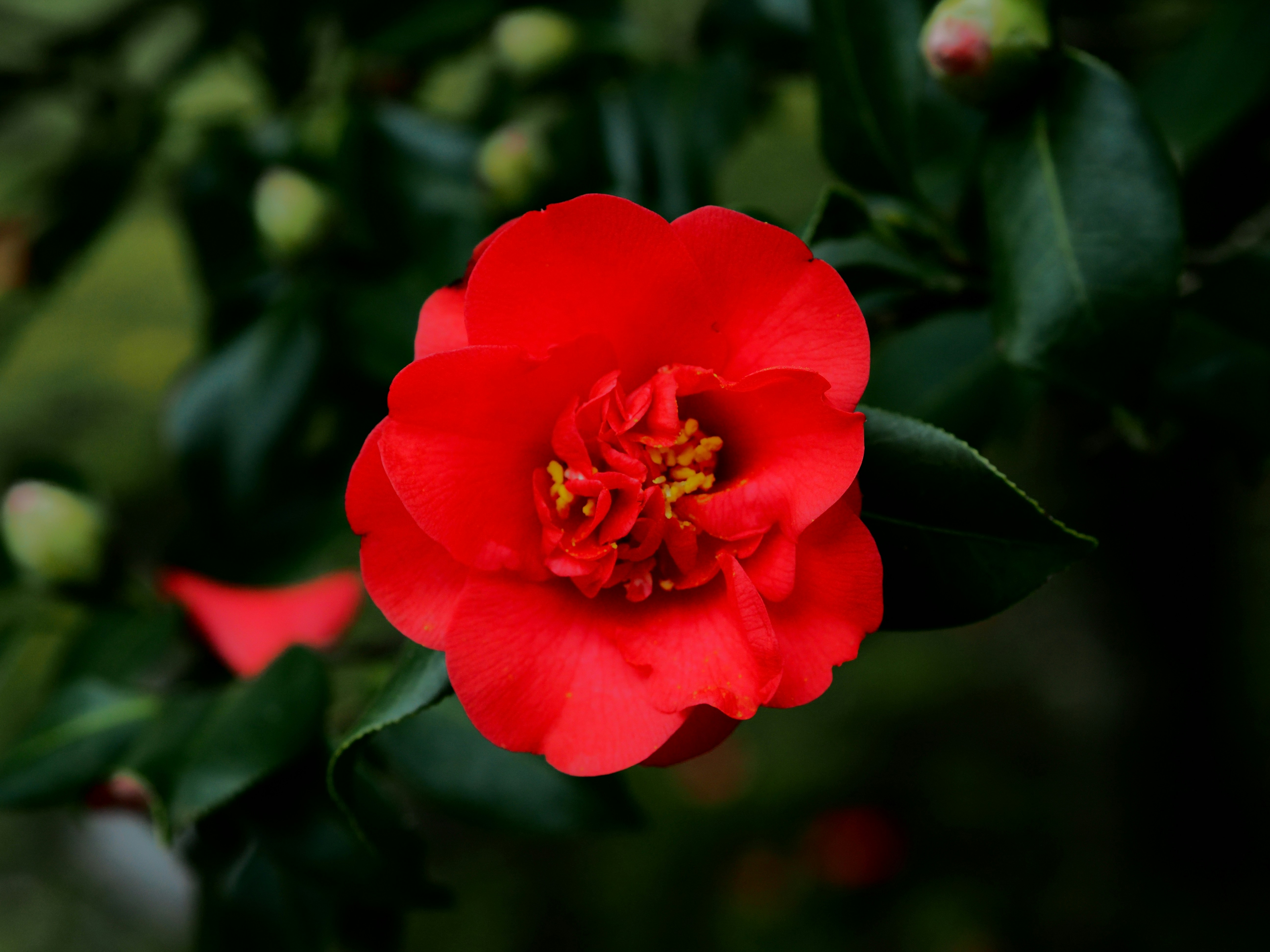 Crimson Bloom Centerstage