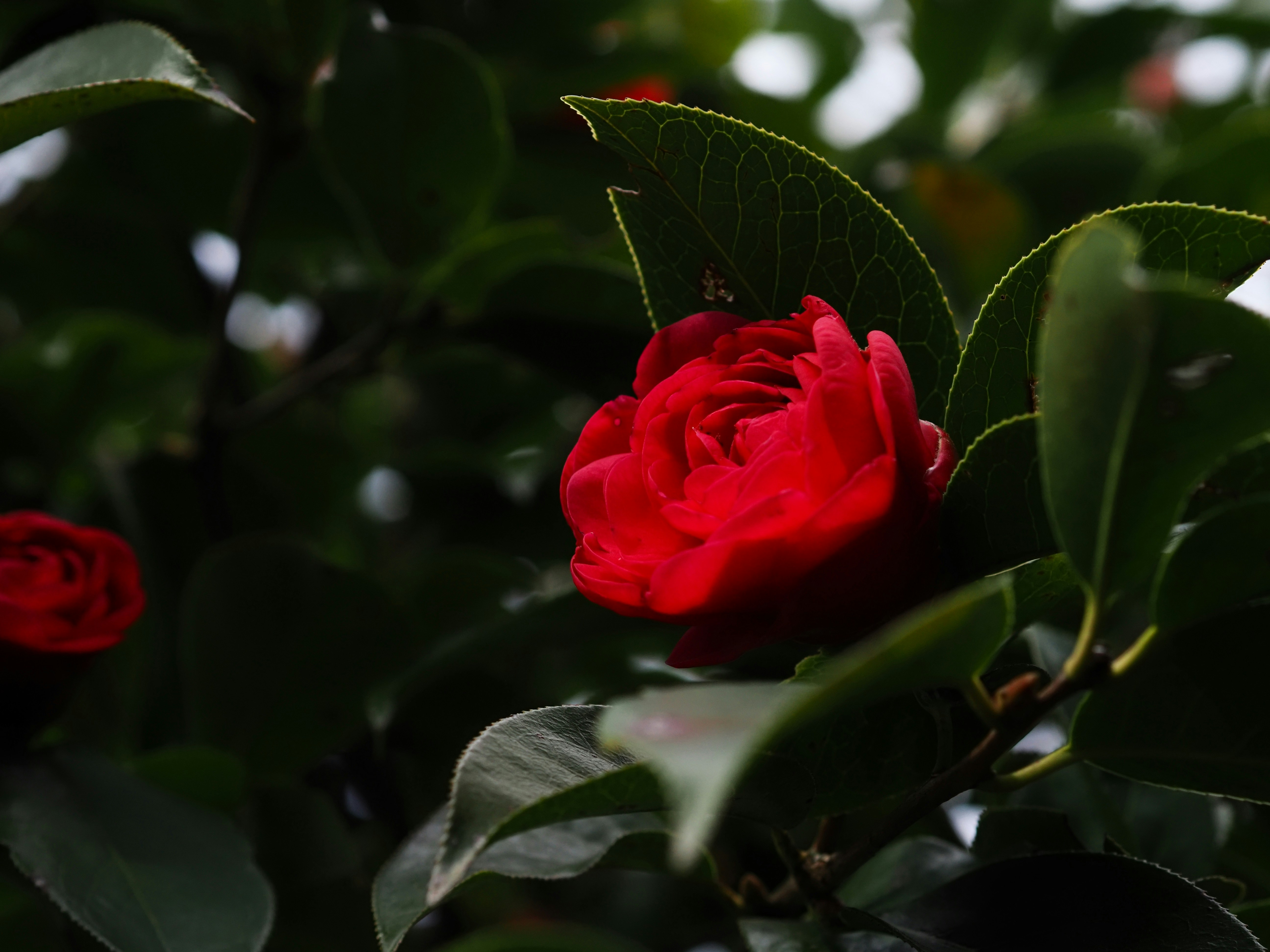 Red Camellia Peak: A Secret Bloom Within Dark Foliage
