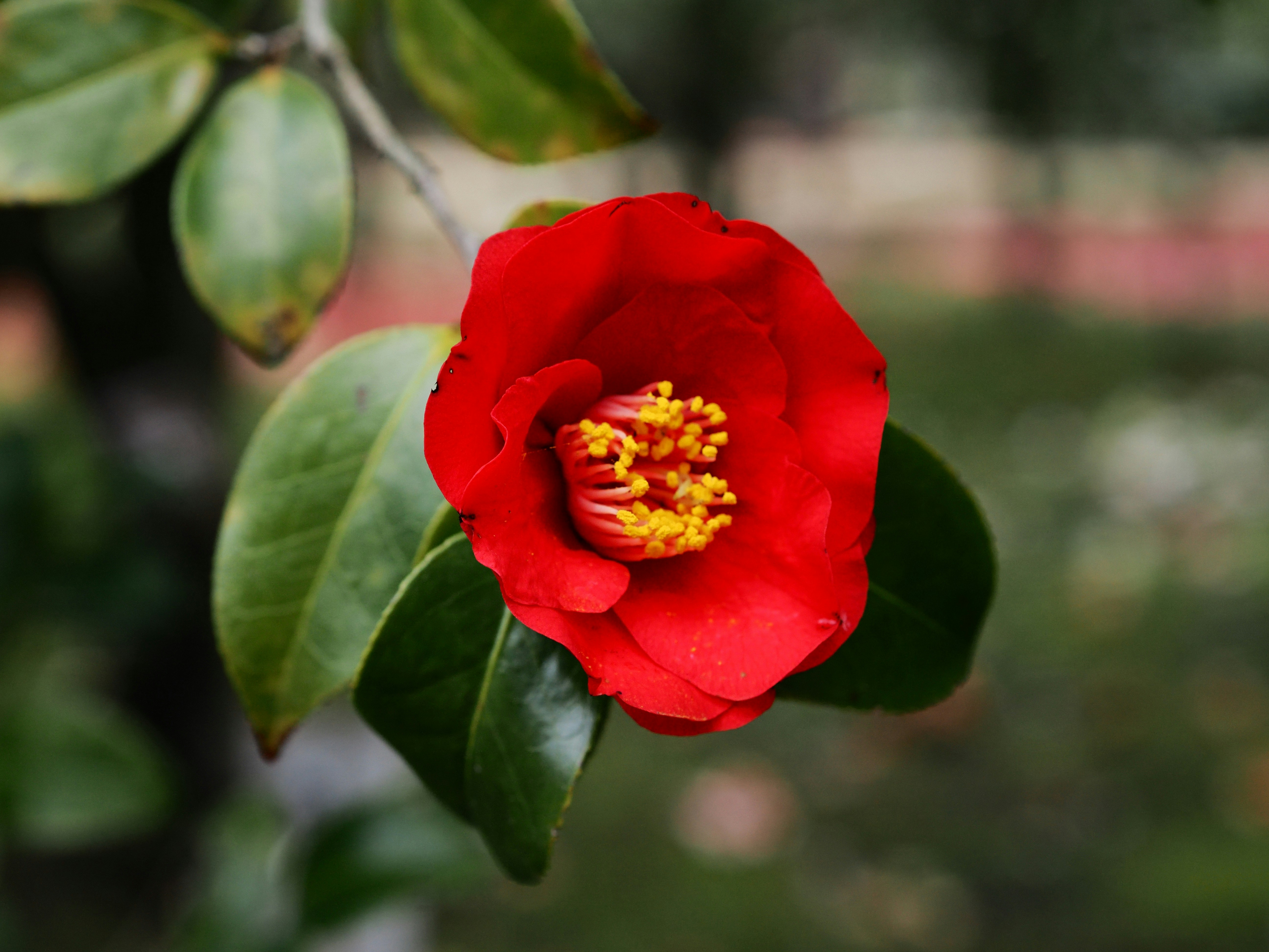 Crimson Bloom in Soft Focus