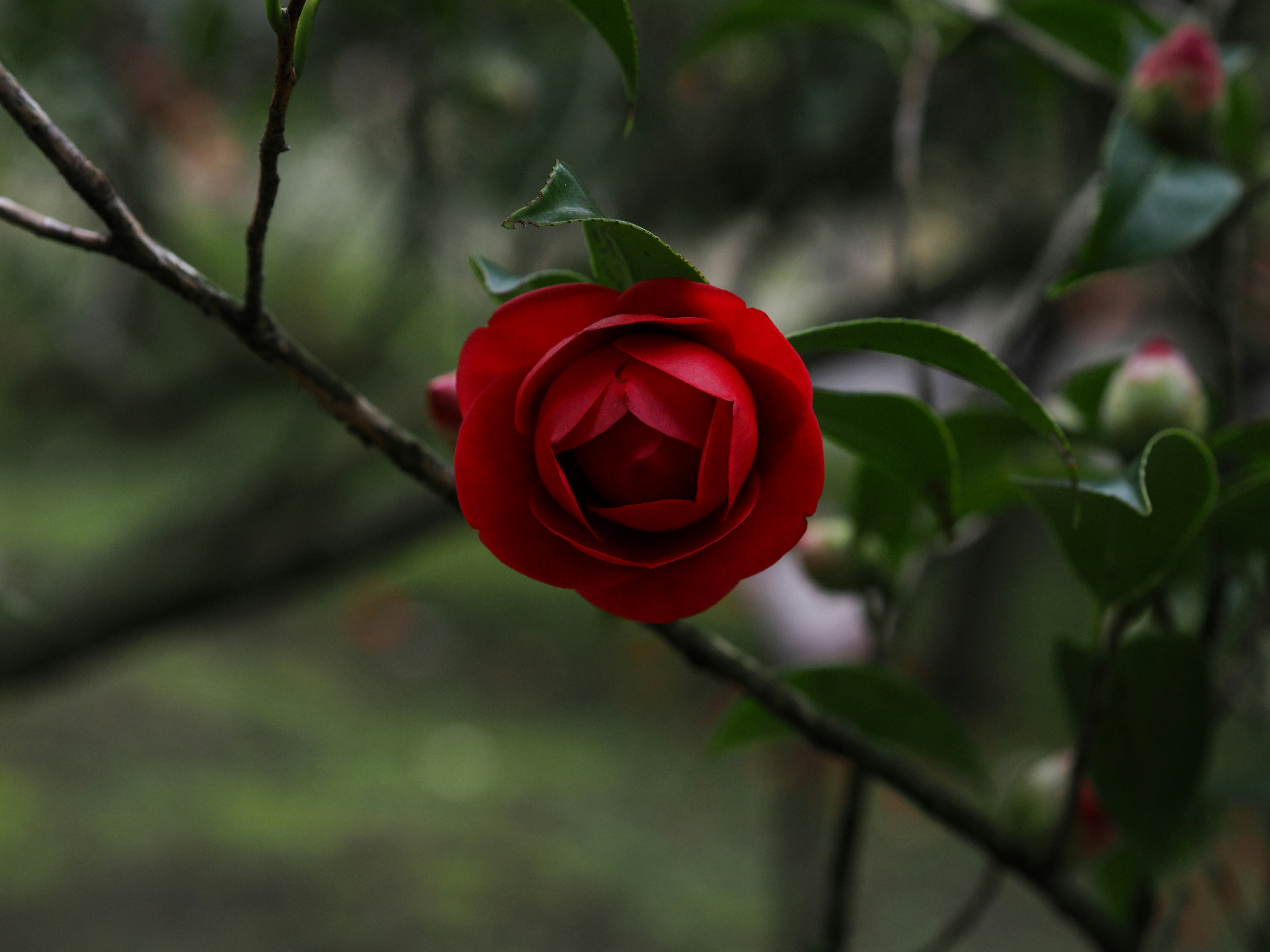 Crimson Bloom on a Quiet Branch