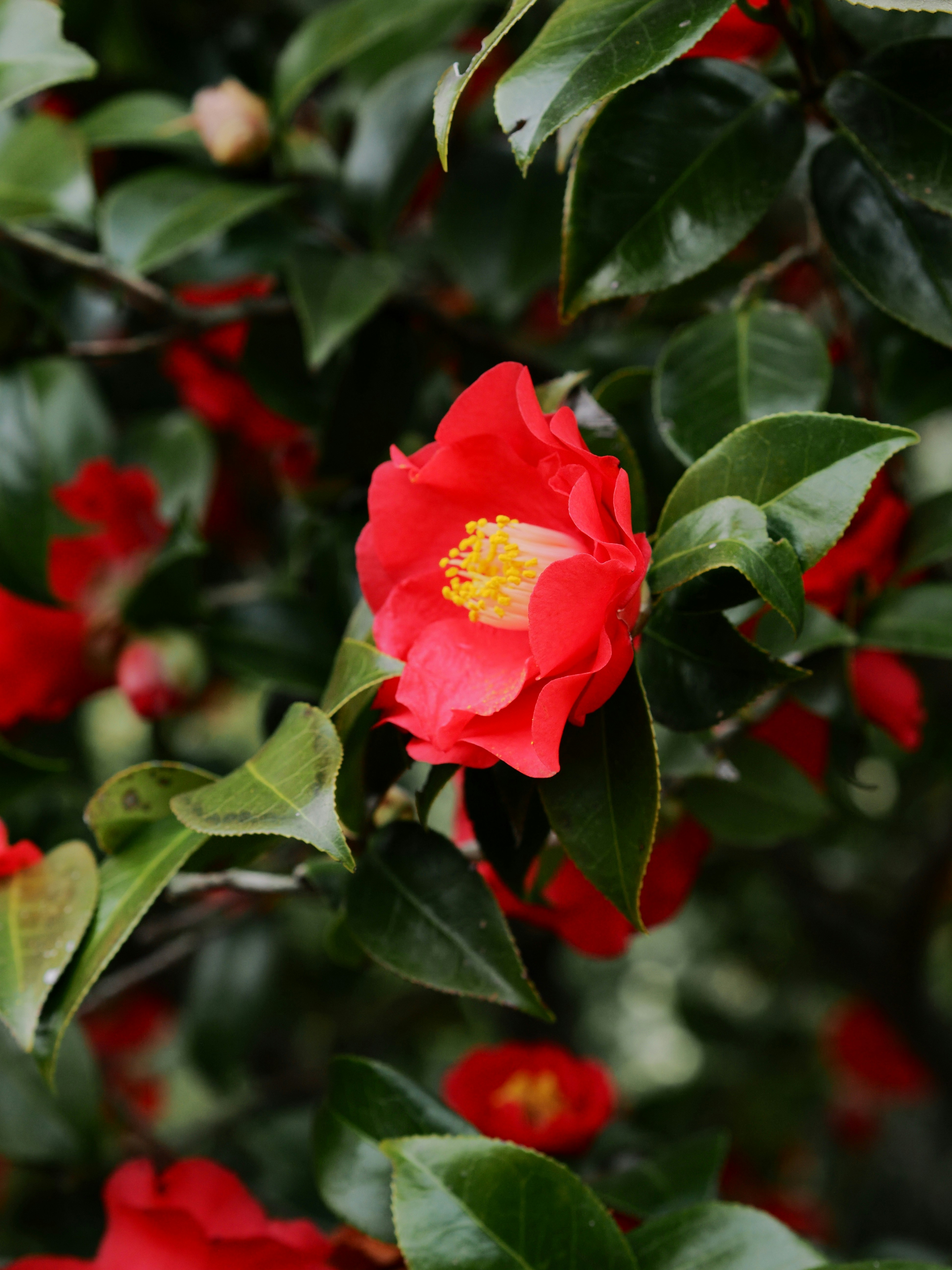 Red Camellia Burst Amid Glossy Evergreen
