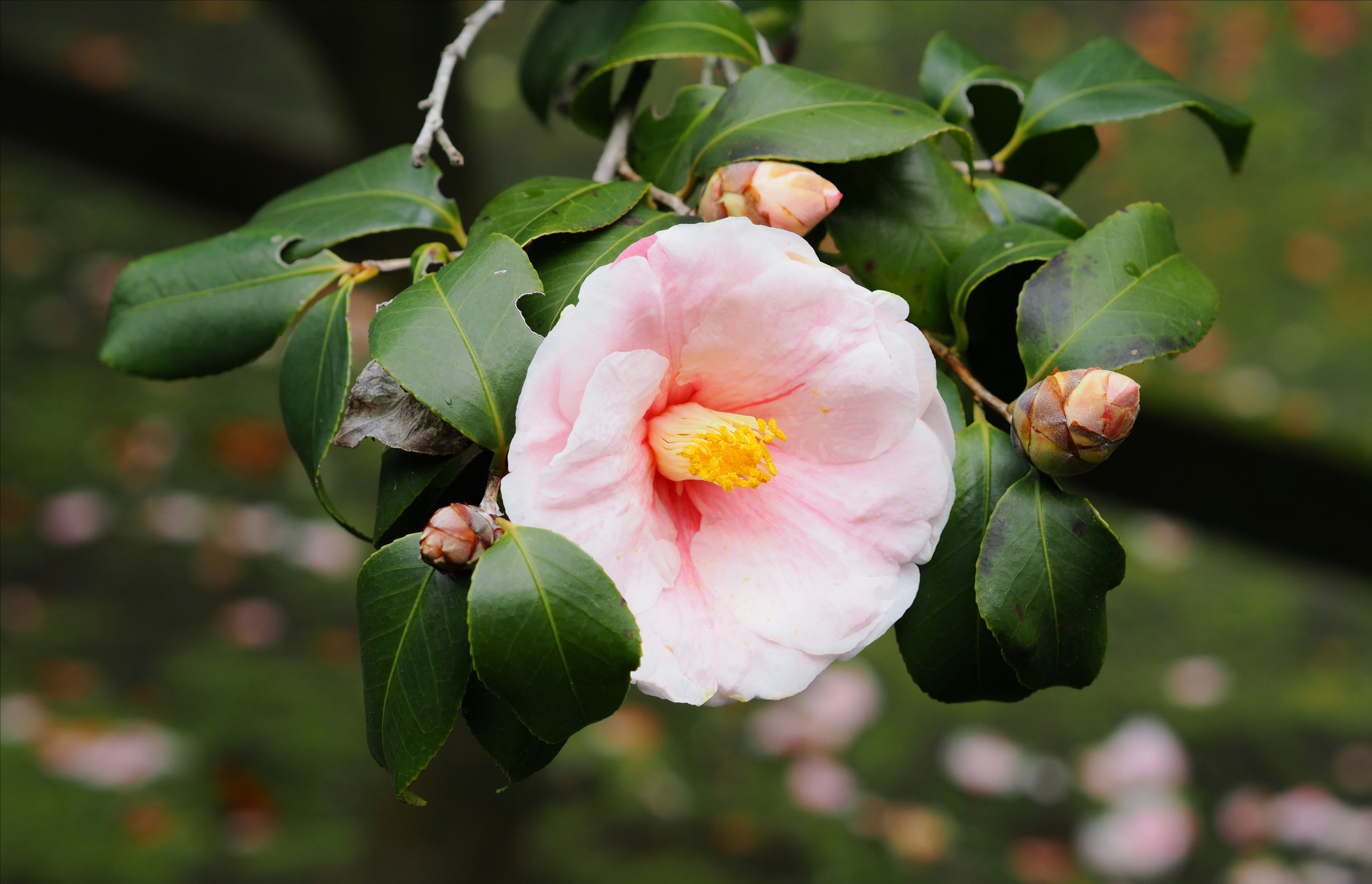 Blossom in Soft Focus: Pale Pink Camellia with Sunlit Stamen