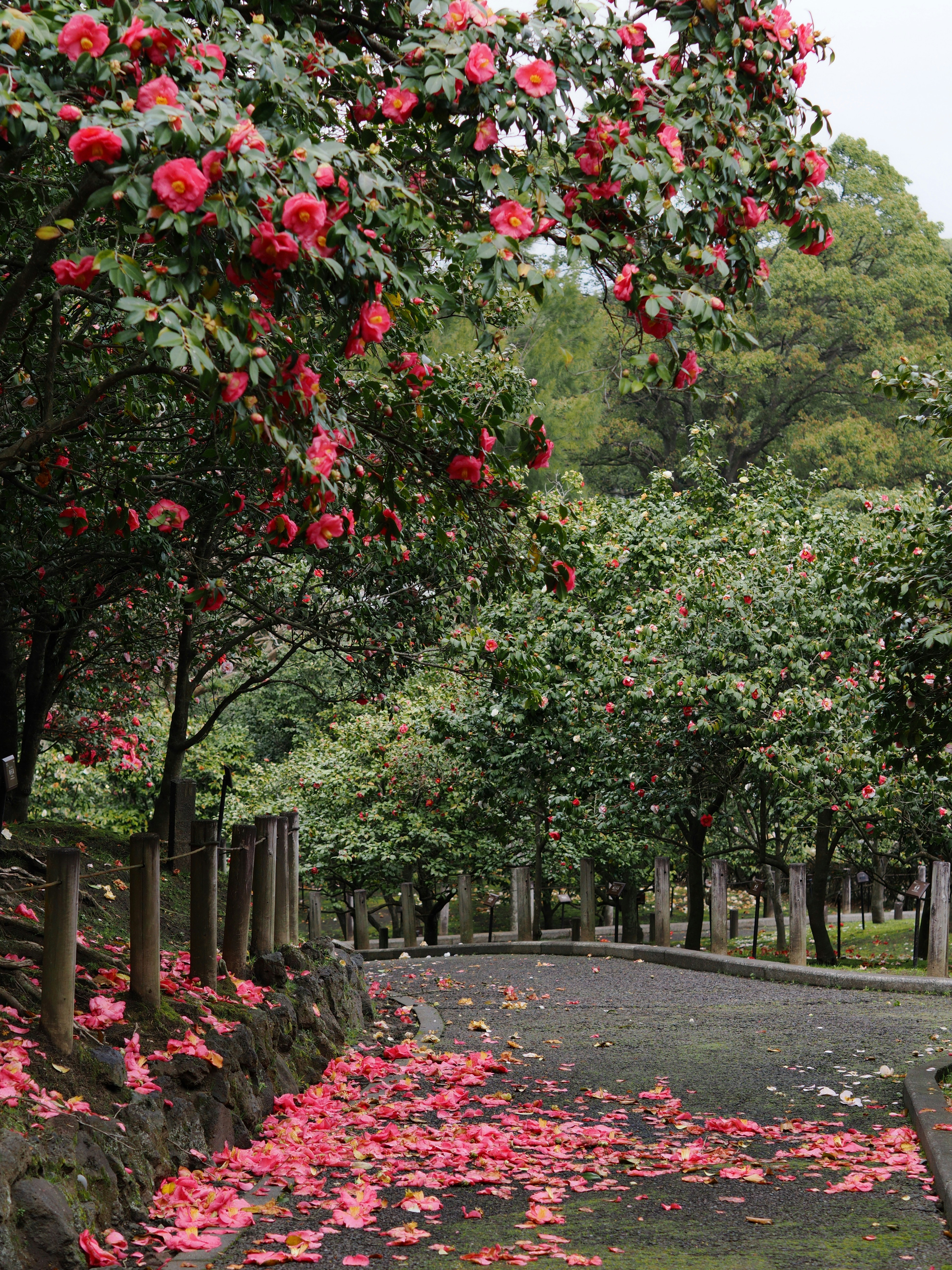 Petals on the Path: A Crimson Canopy Over a Quiet Garden Lane