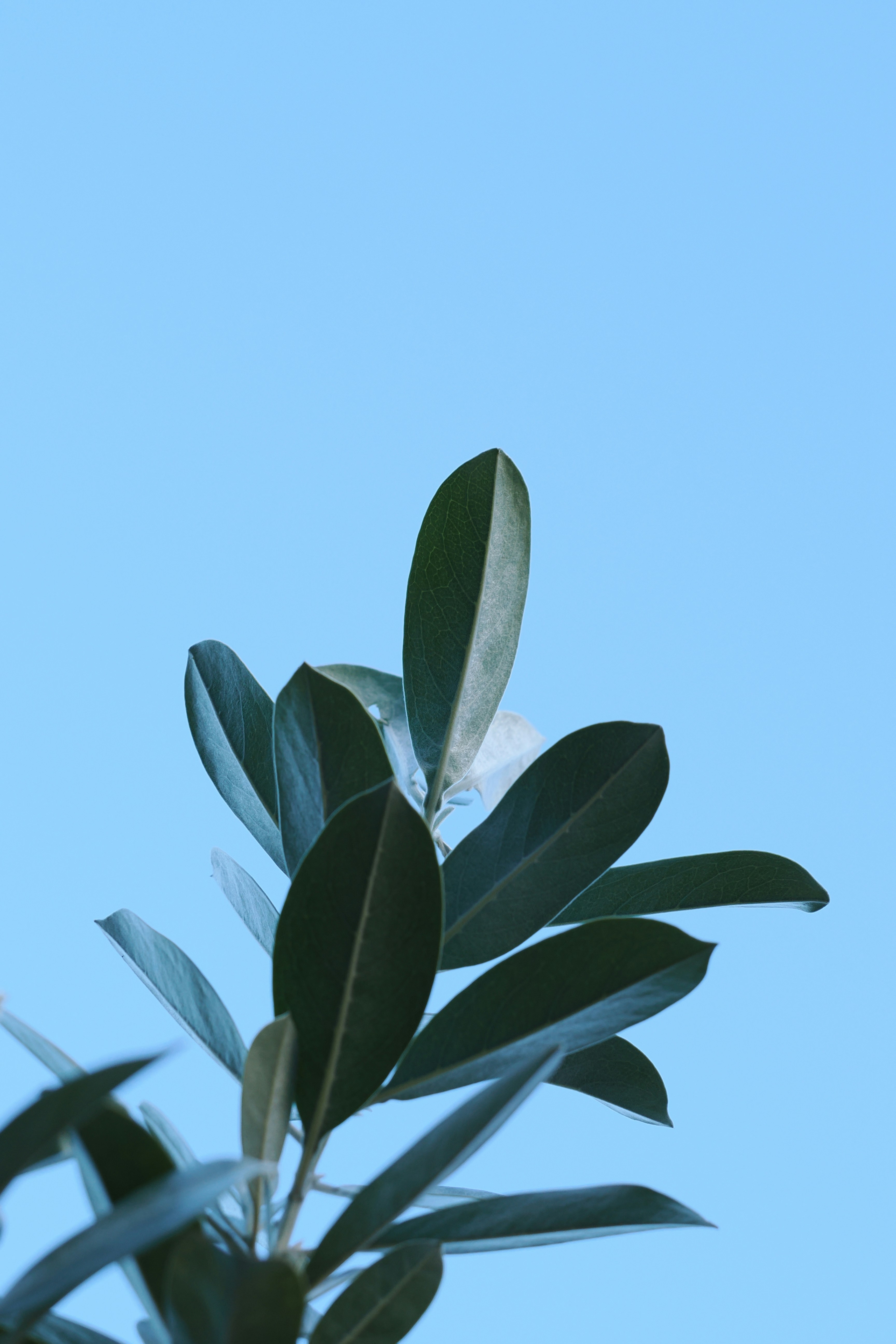 Close-up of olive leaves reaching toward a clear blue sky, with a serene, minimal composition emphasizing natural texture and color. This is a photograph.