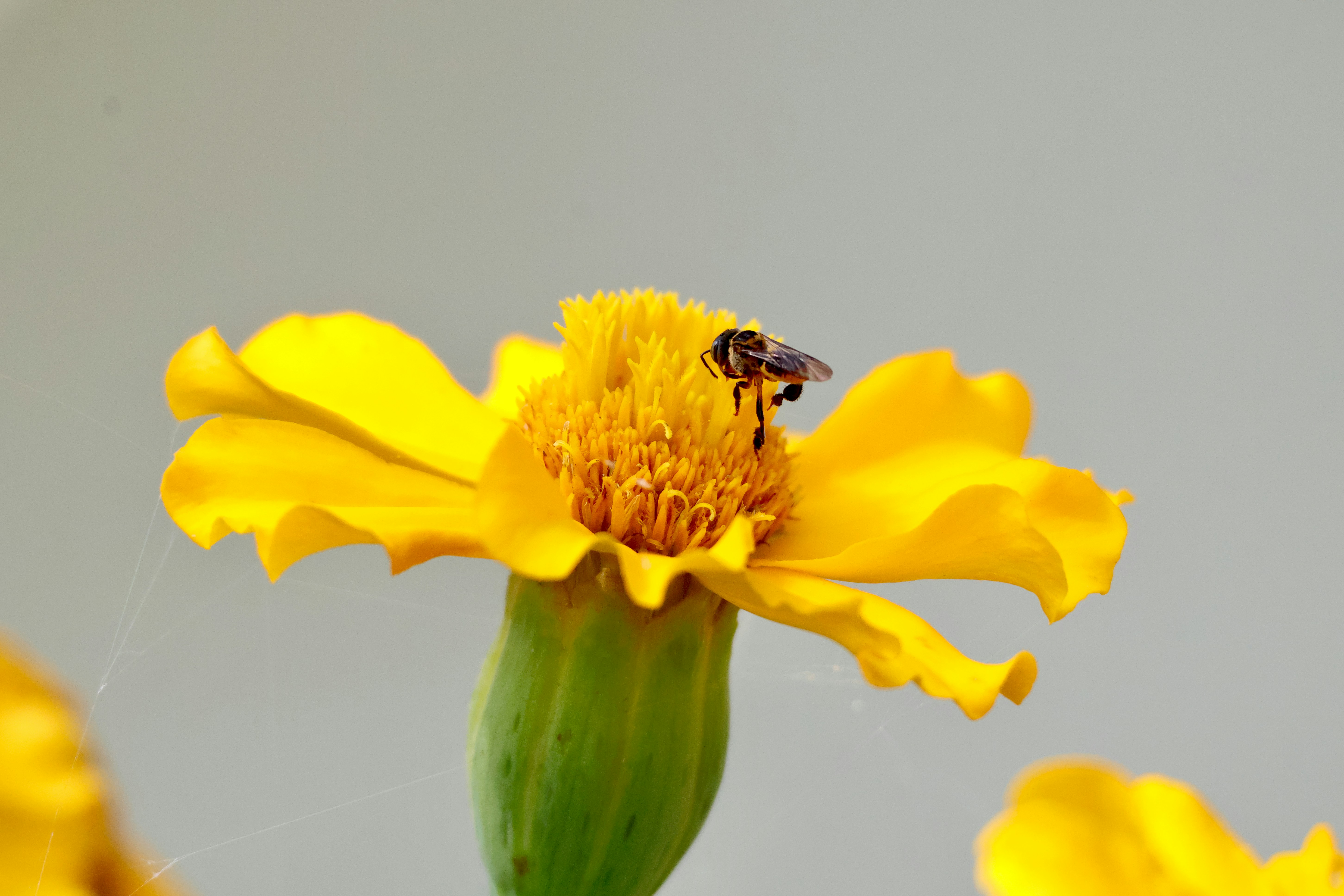 Amber Bloom Under a Hovering Bee