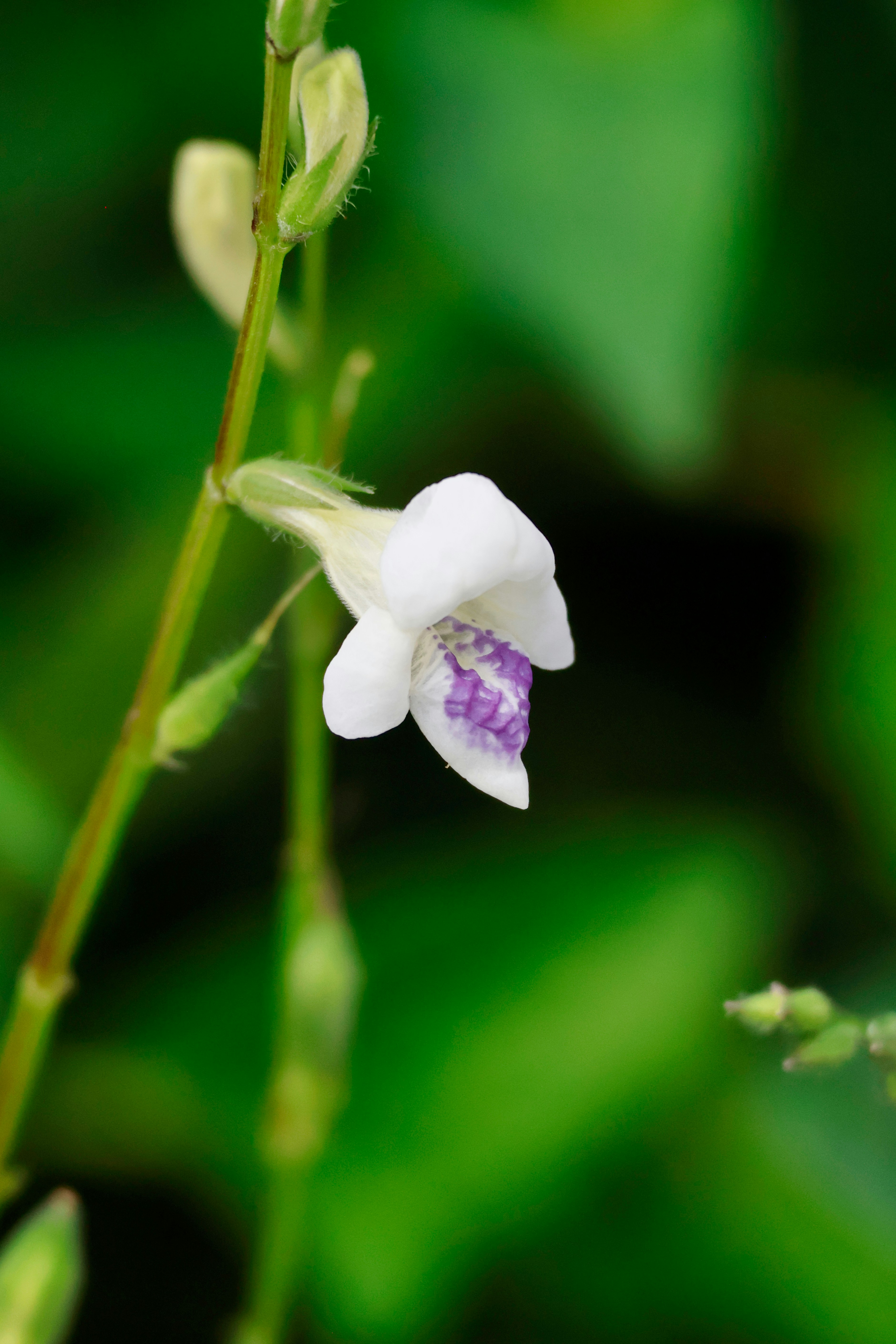 White blossom with purple center peeking through green garden blur