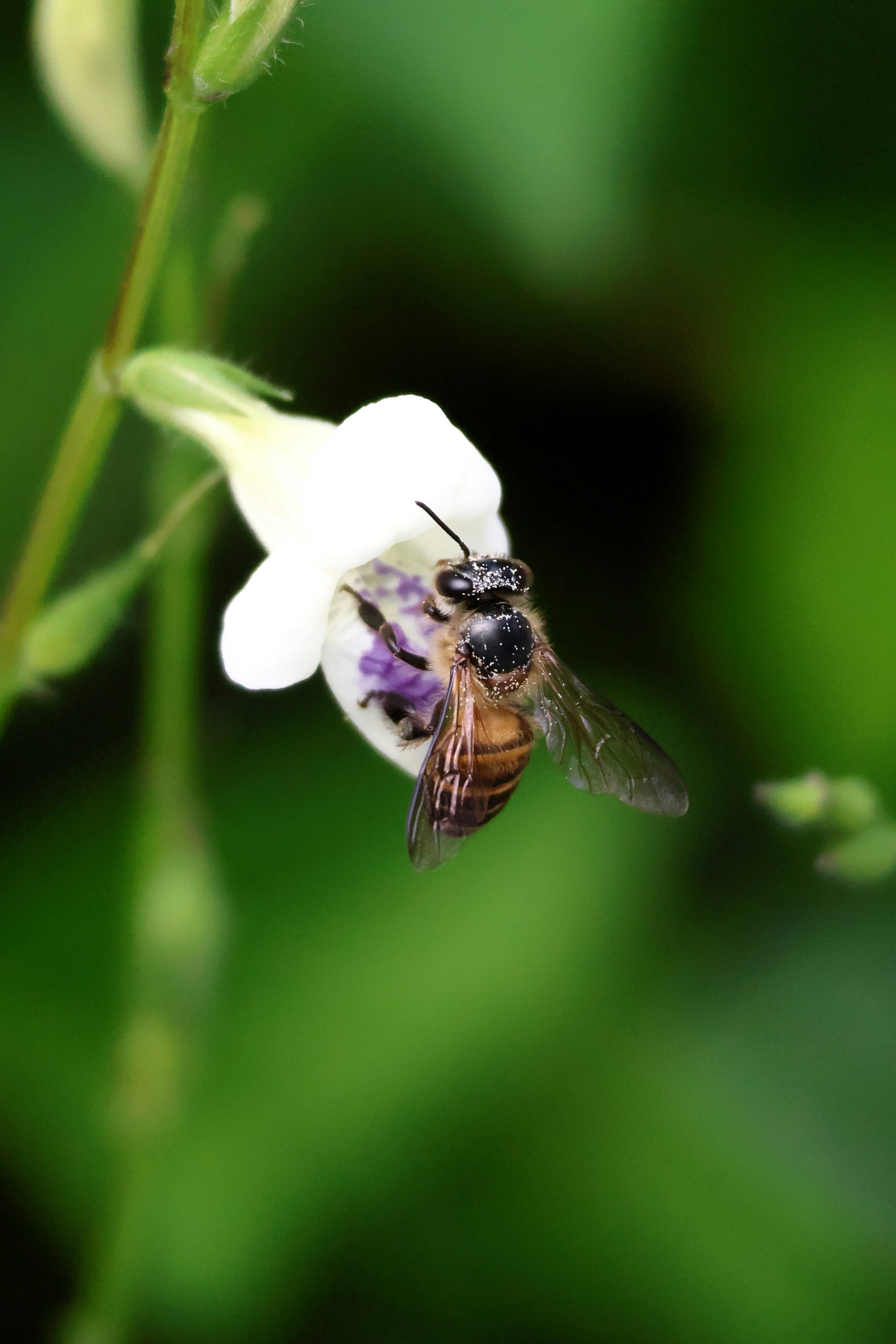 Hovering Bloom Assassin: A Bee at the White Petal Edge