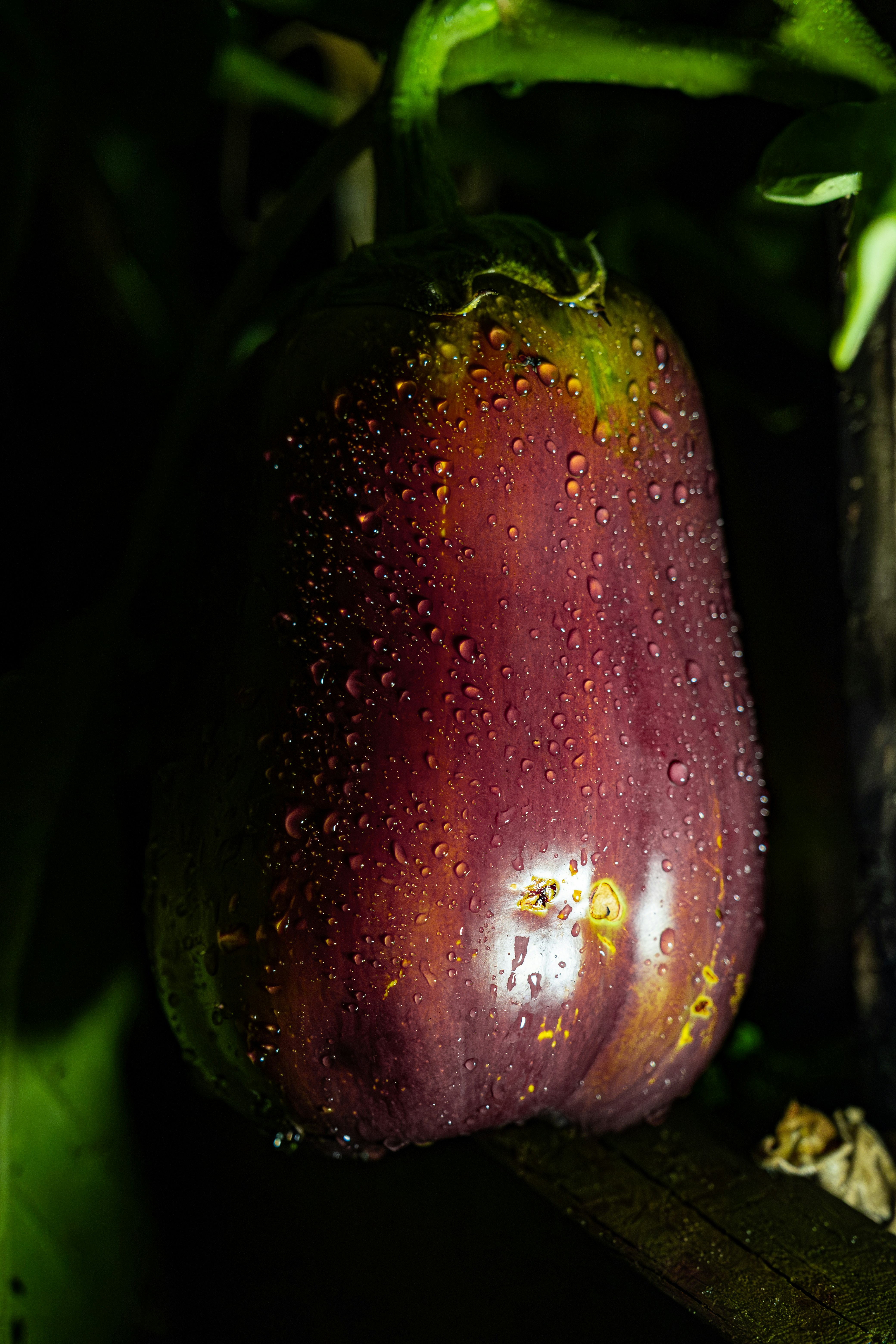 Crimson Pear-shaped Fruit in Dew-dusted Spotlight