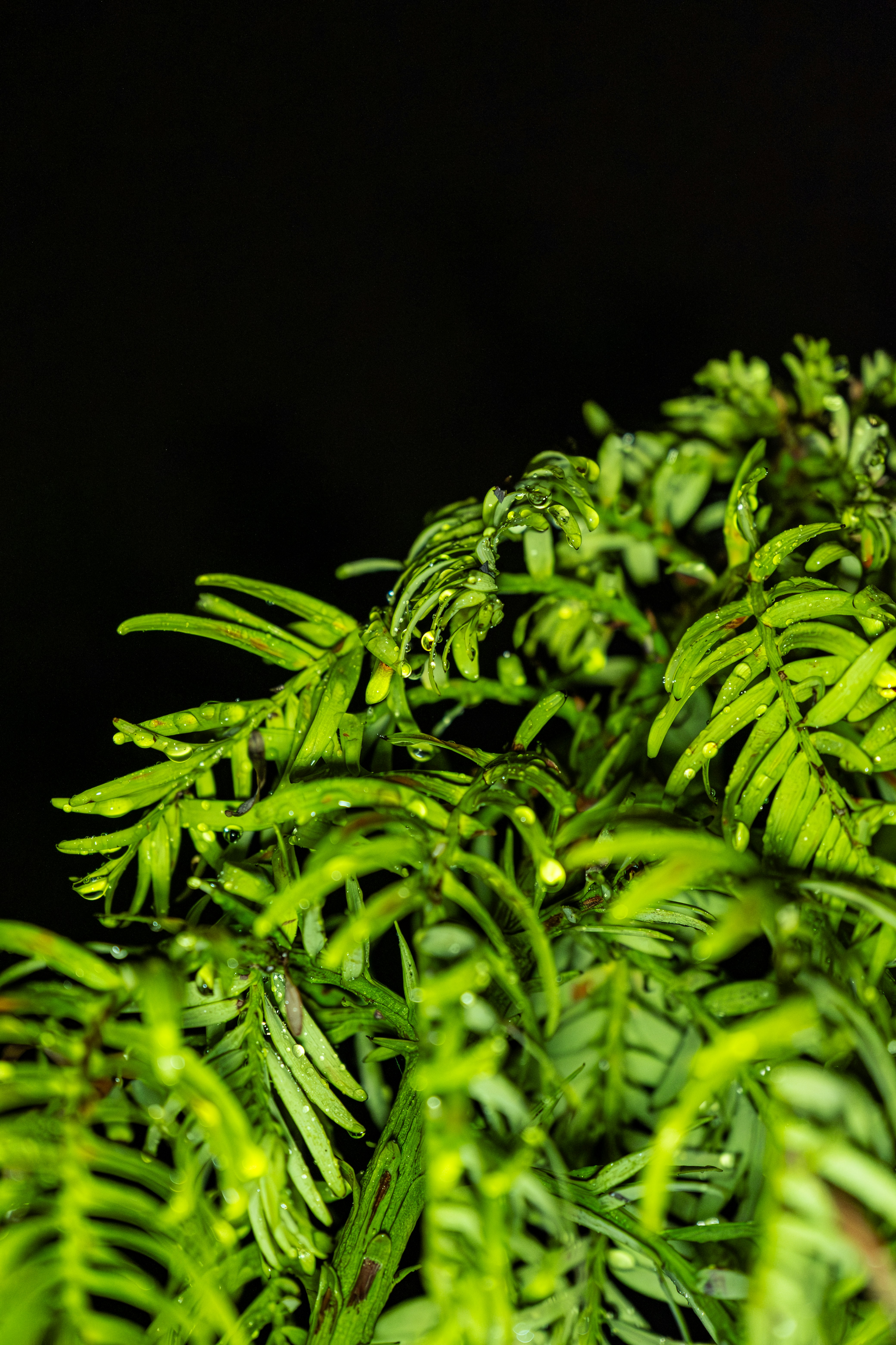 Emerald Fern Close-Up: Beads of Dew on Fresh Fronds